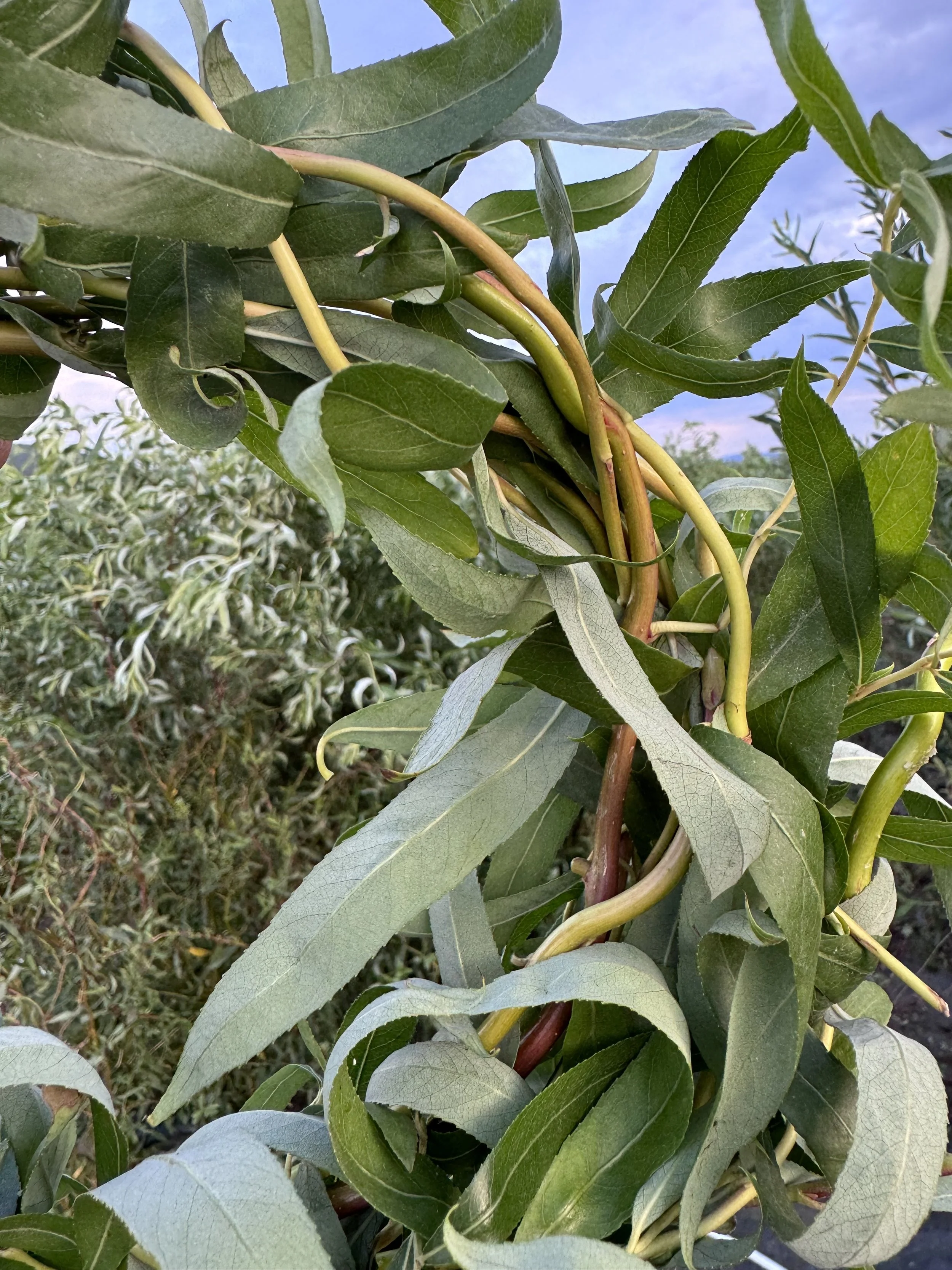 Willamette Willows | Willow Nursery and Farm