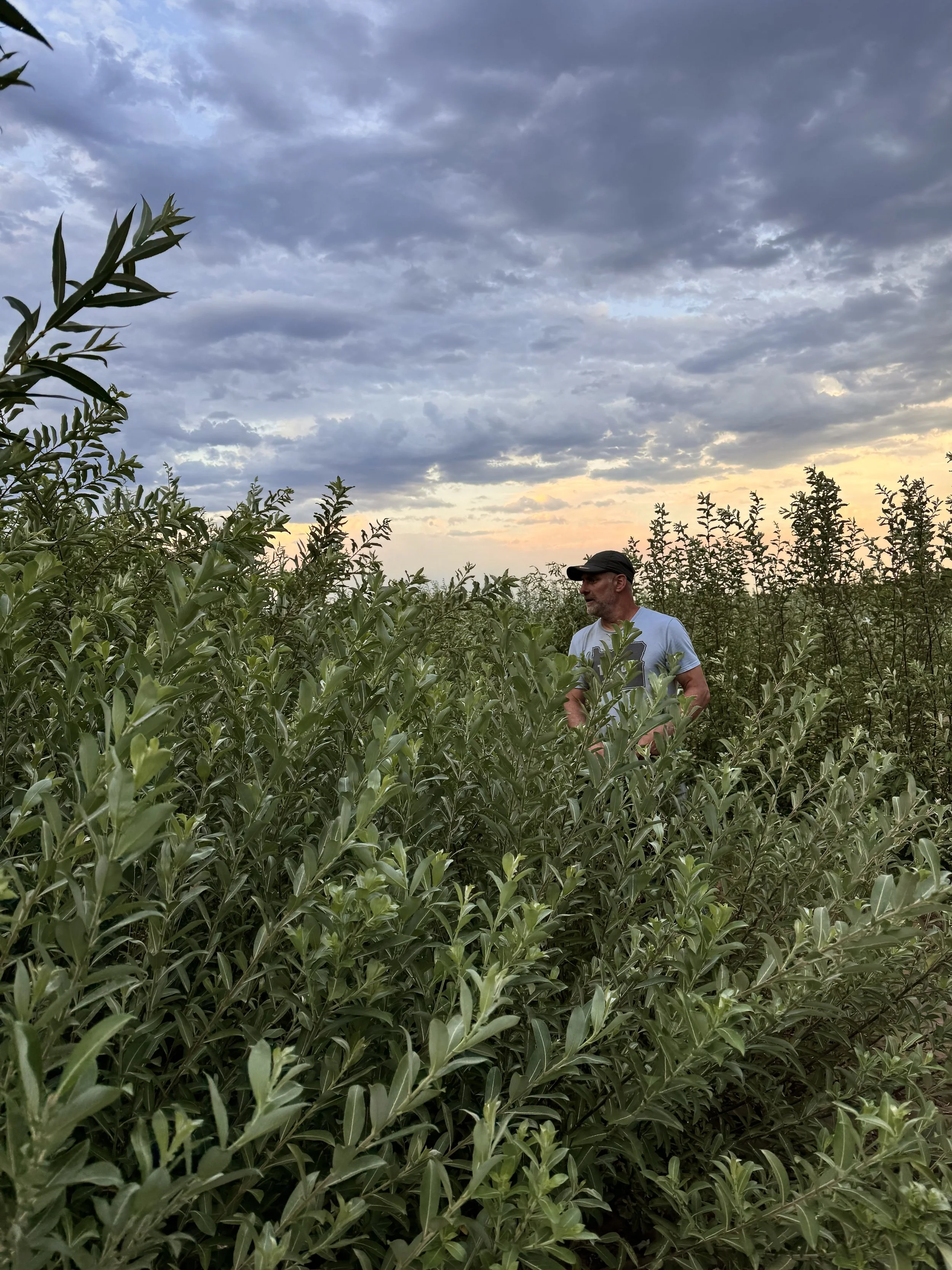 Willow Planting Guides & Information | Williamette Willows
