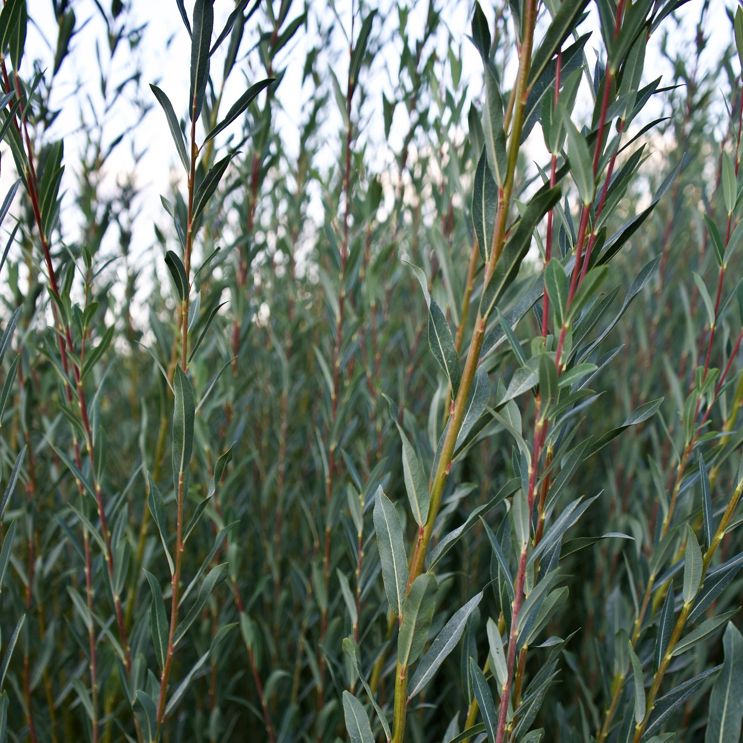 Mt. Aso Pink Pussy Willow Cuttings for Sale — Willamette Willows