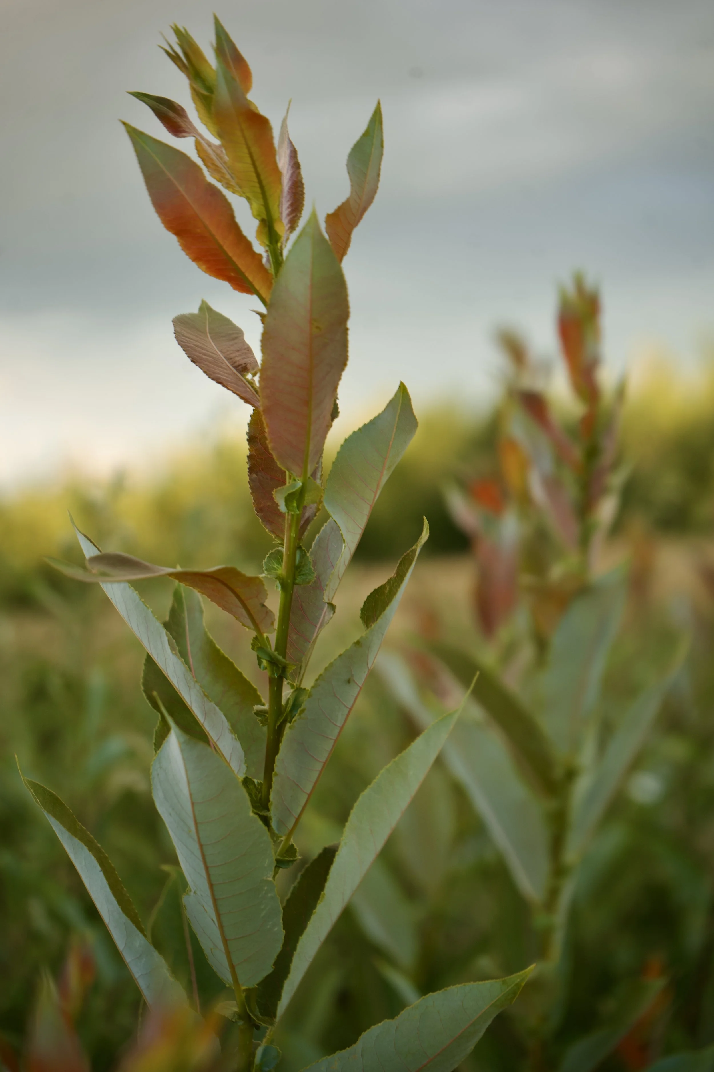 Sekka (Japanese Fan Tail) Willow — Willamette Willows