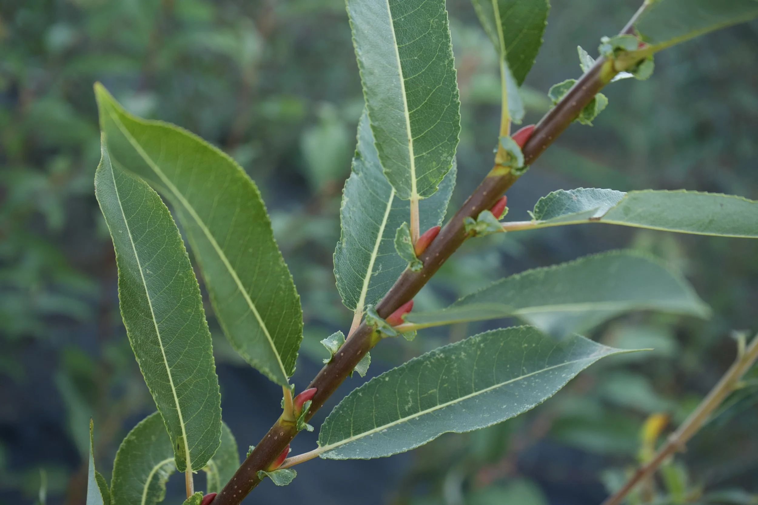Sekka (Japanese Fan Tail) Willow — Willamette Willows