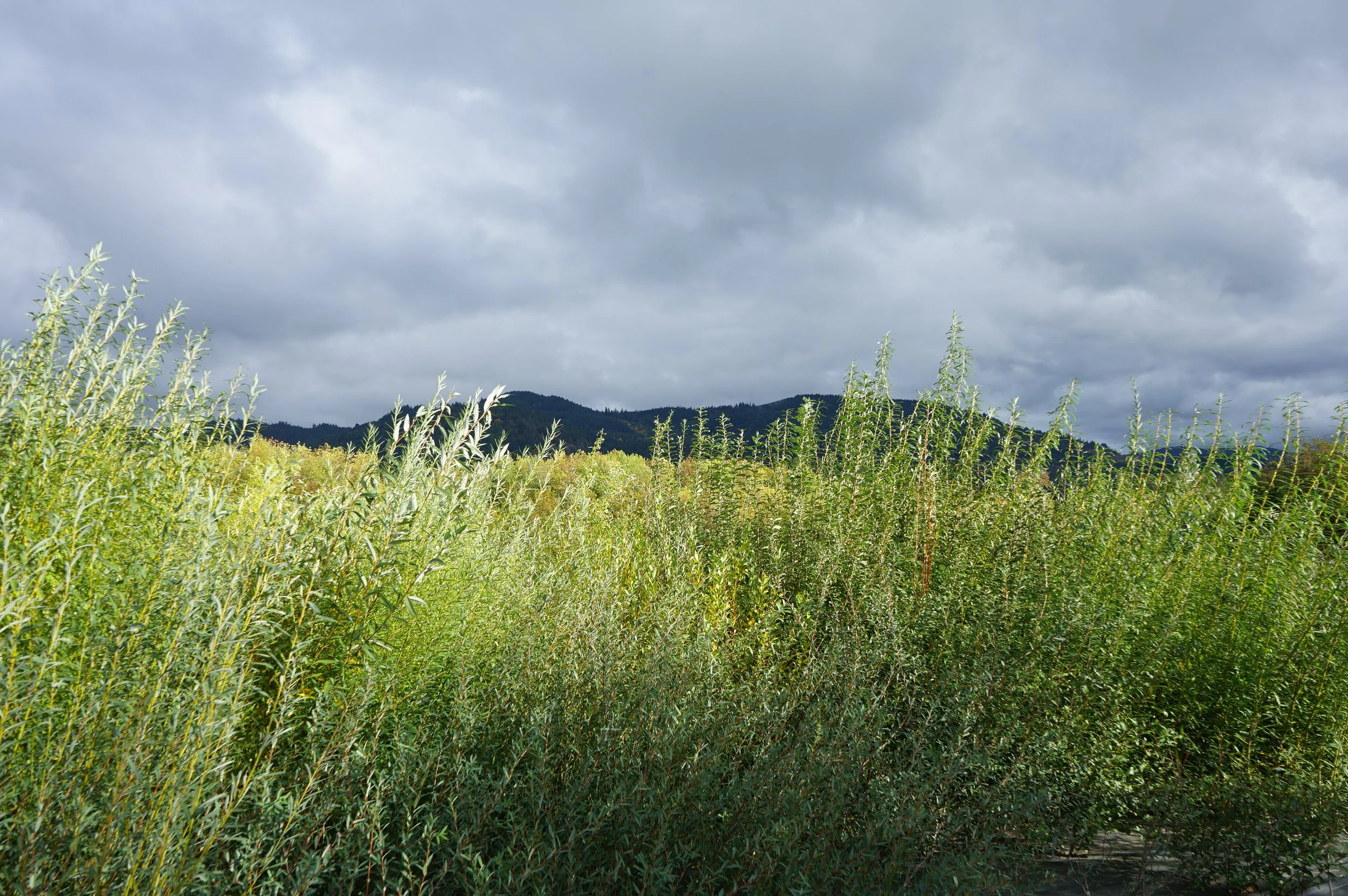 Willamette Willows | Willow Nursery and Farm