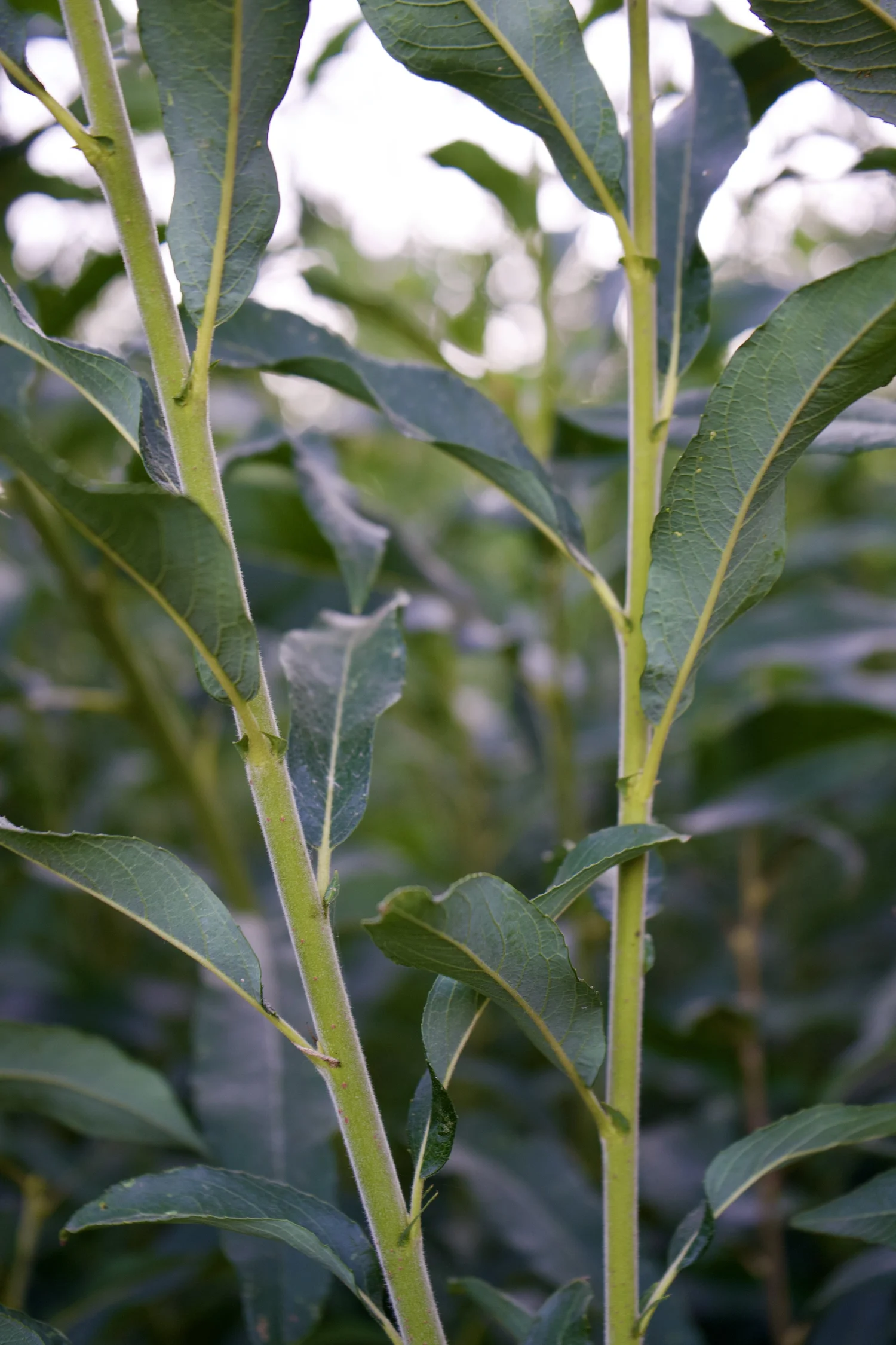 Sekka (Japanese Fan Tail) Willow — Willamette Willows