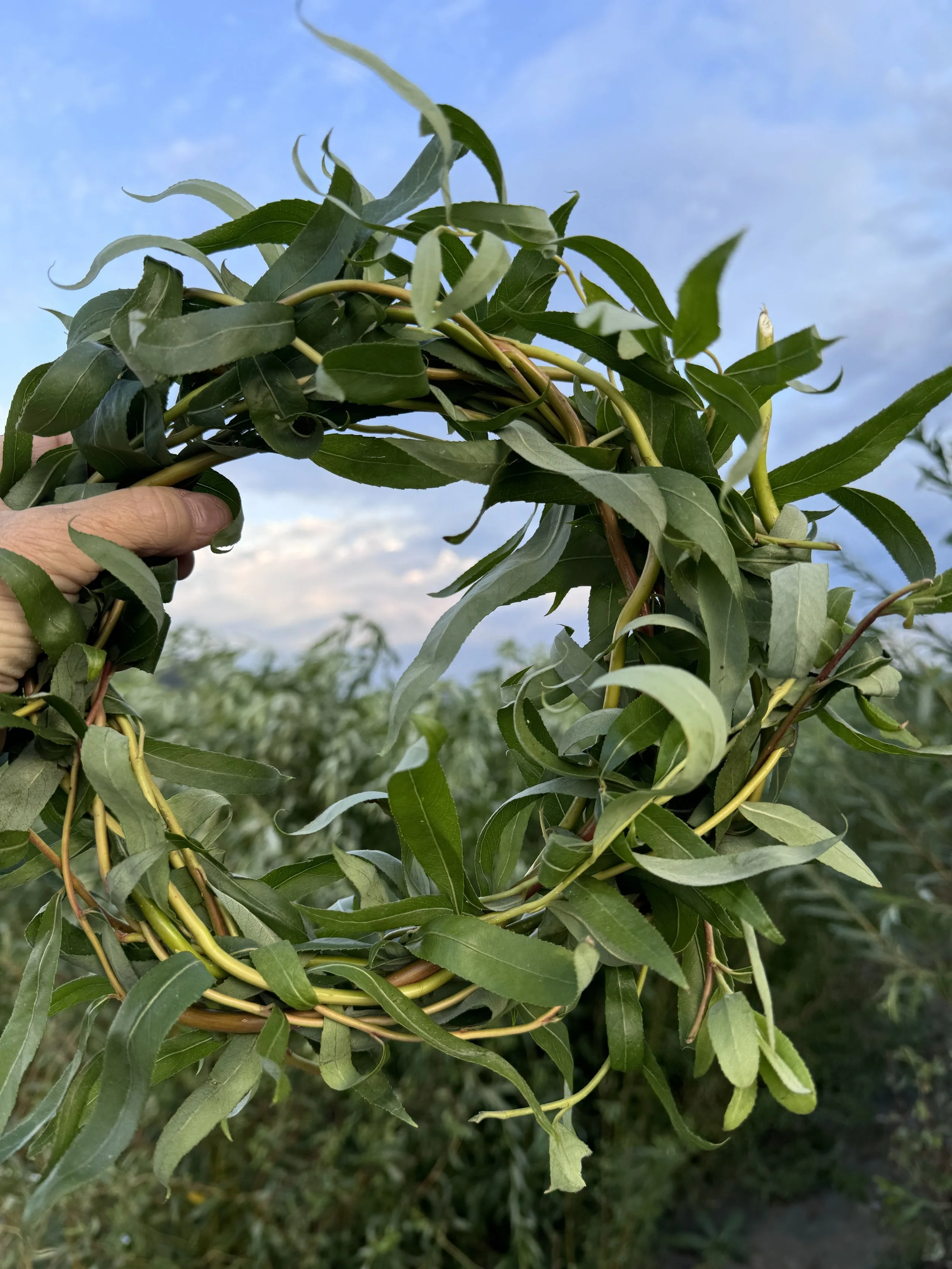 Willow For Sale - Willow Varieties | Williamette Willows