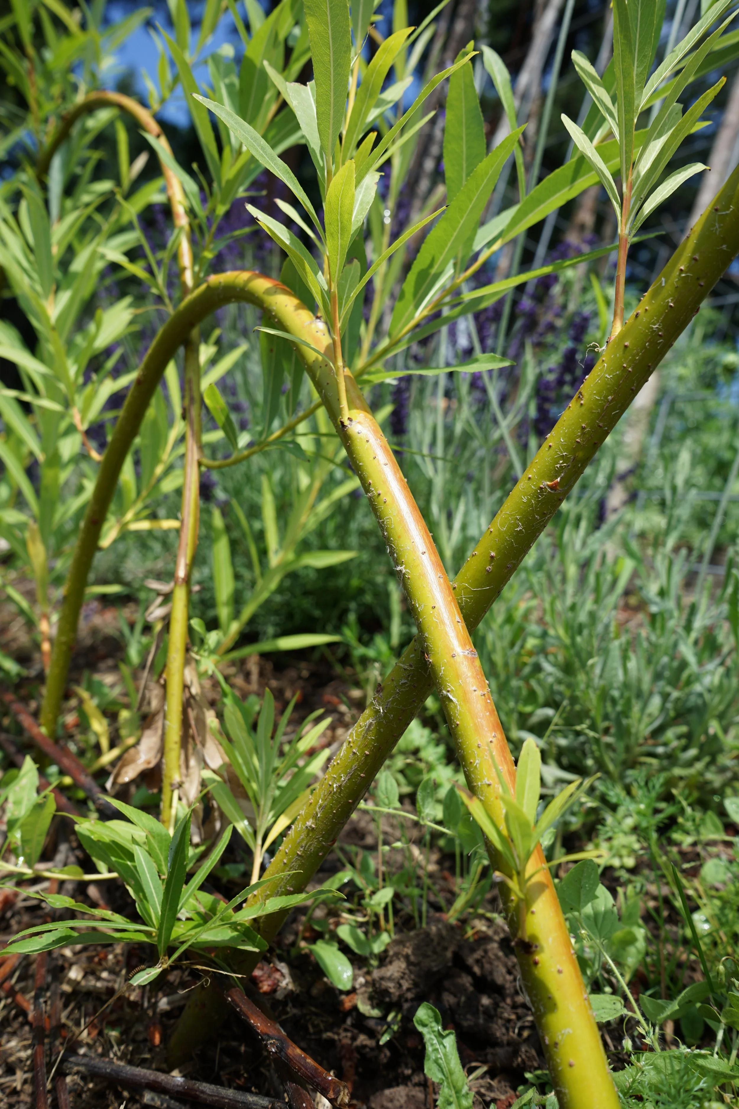 Willamette Willows | Willow Cuttings & Plants For Sale
