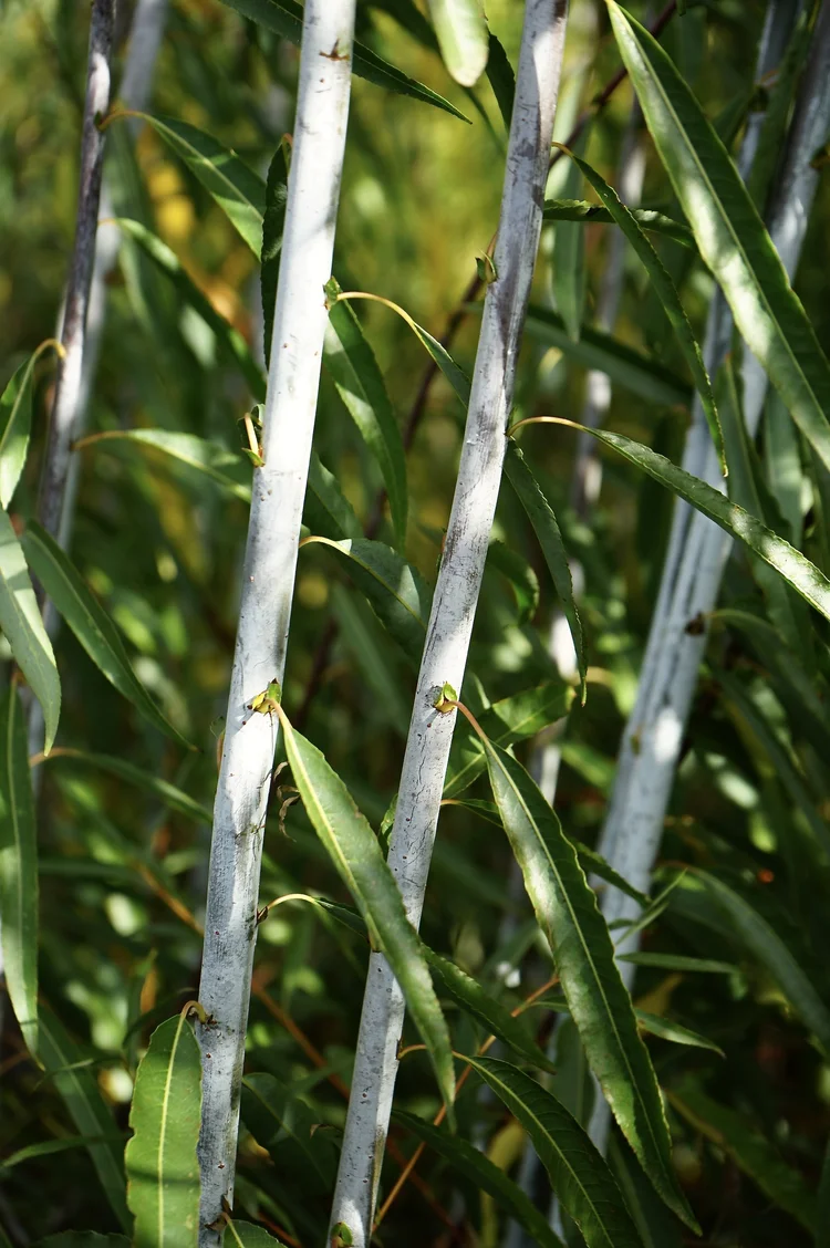 Sekka (Japanese Fan Tail) Willow — Willamette Willows