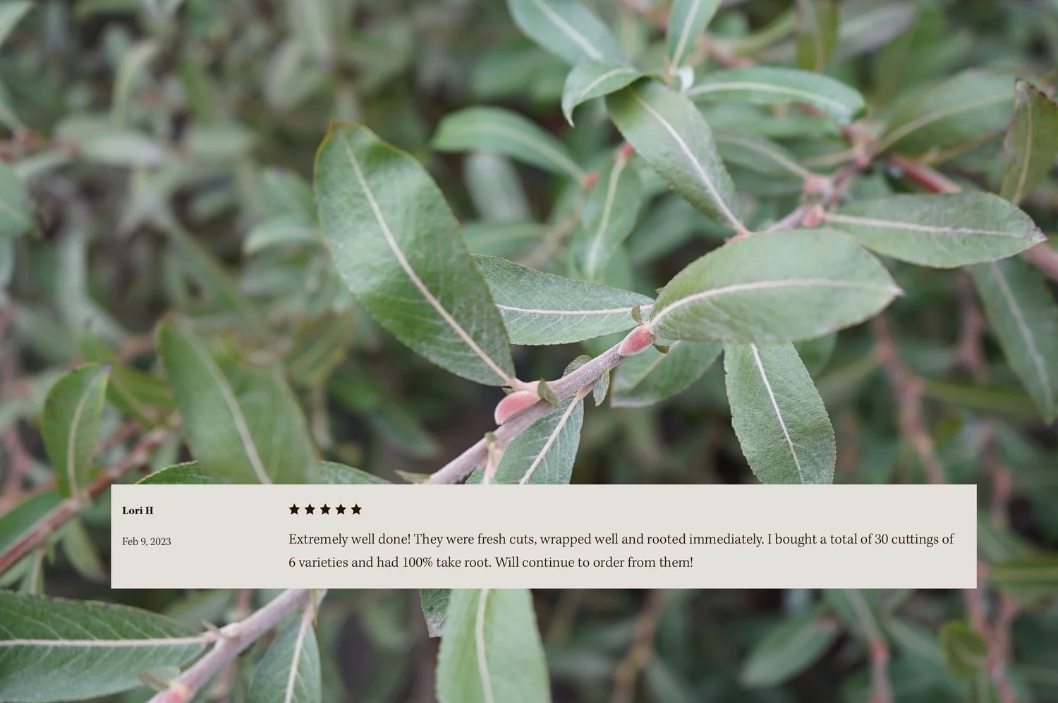 Willamette Willows | Willow Cuttings & Plants For Sale