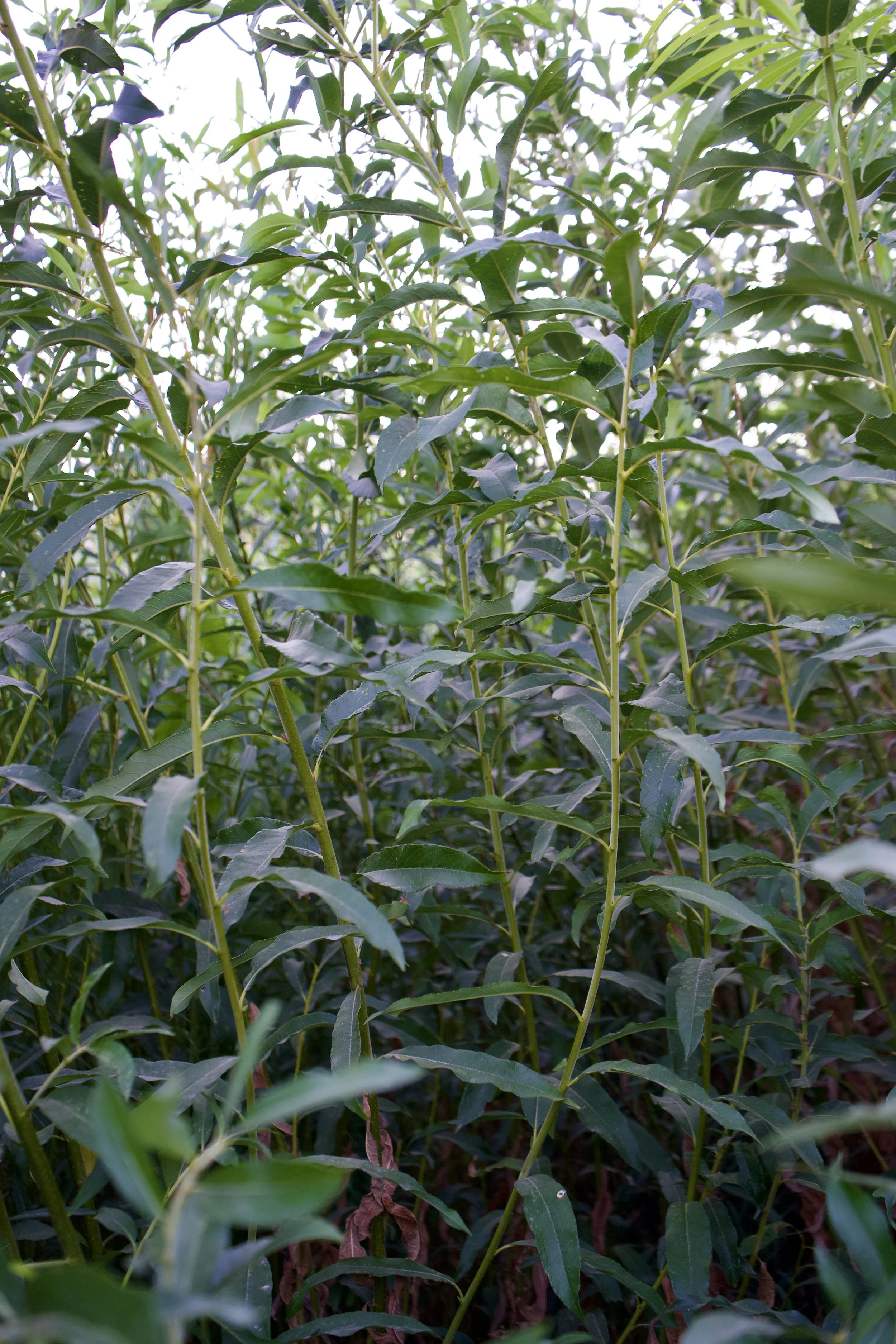 Sekka (Japanese Fan Tail) Willow — Willamette Willows