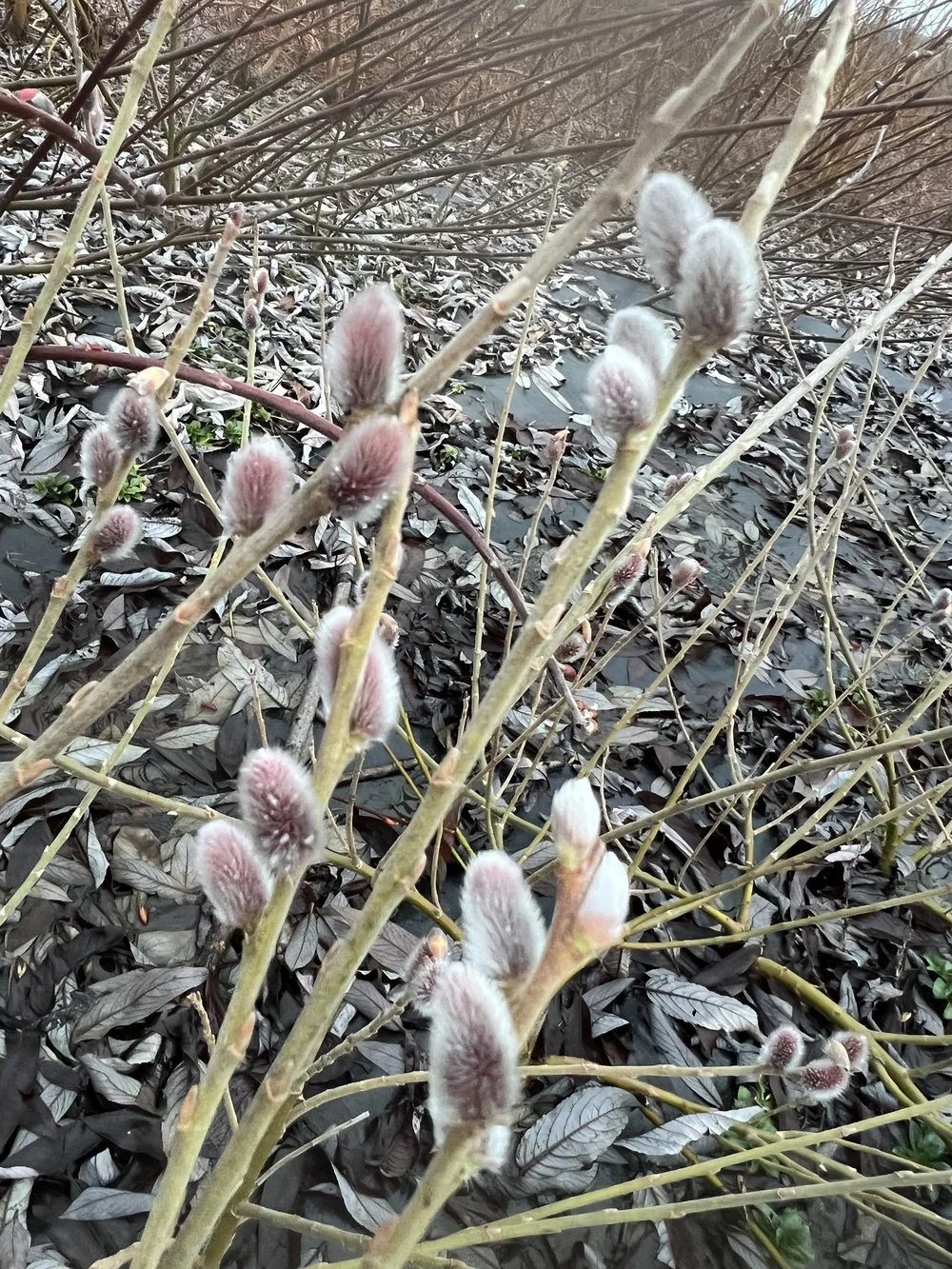 Mt. Aso Pink Pussy Willow Cuttings for Sale — Willamette Willows