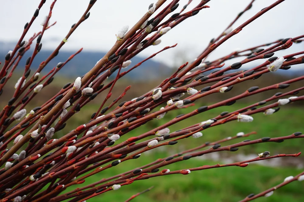 Sekka (Japanese Fan Tail) Willow — Willamette Willows