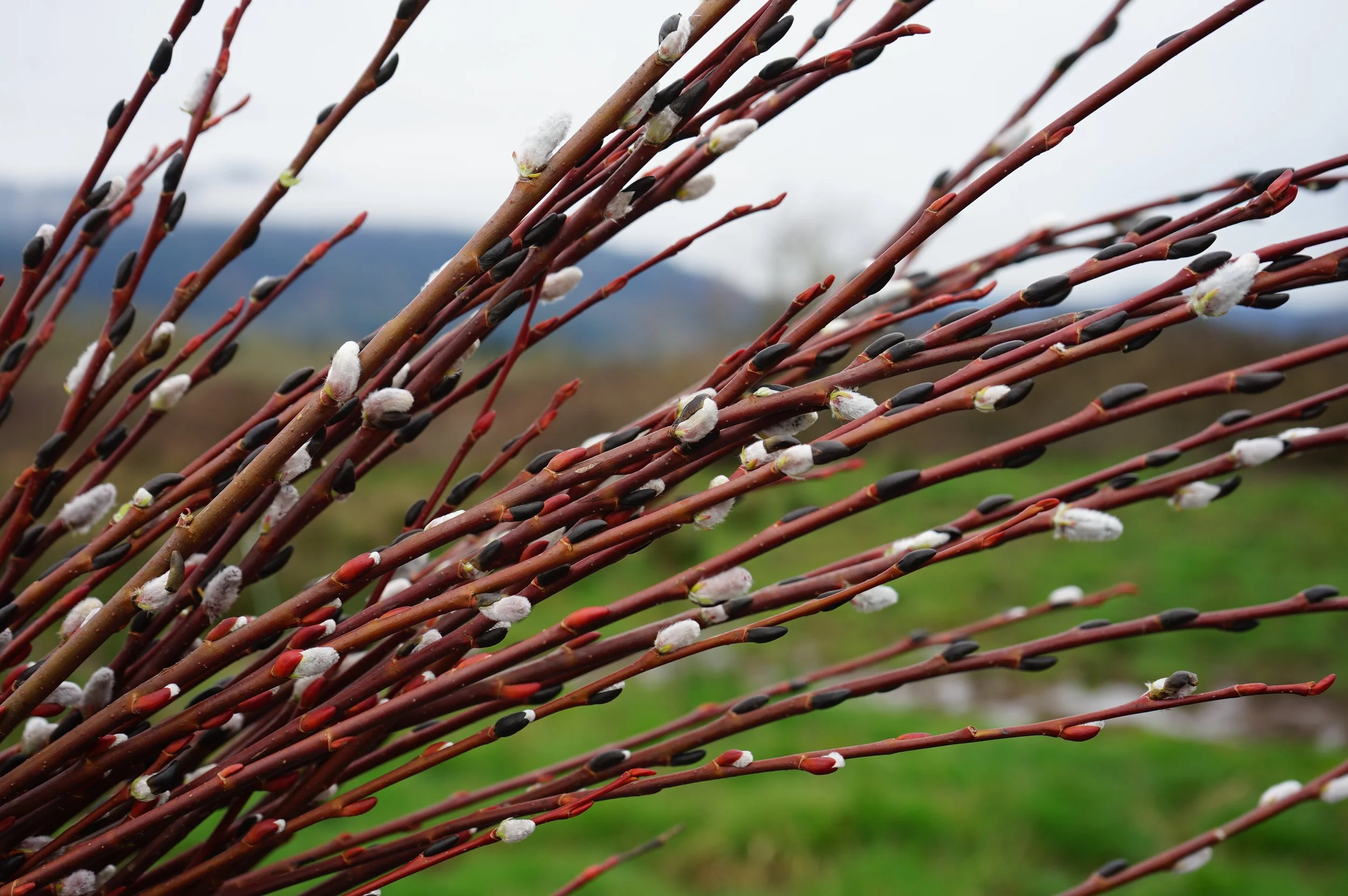 Sekka (Japanese Fan Tail) Willow — Willamette Willows