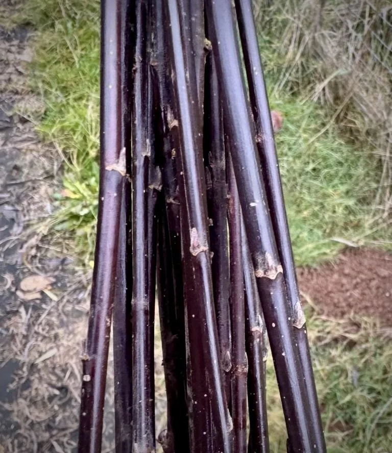 Willow For Sale - Willow Varieties | Williamette Willows