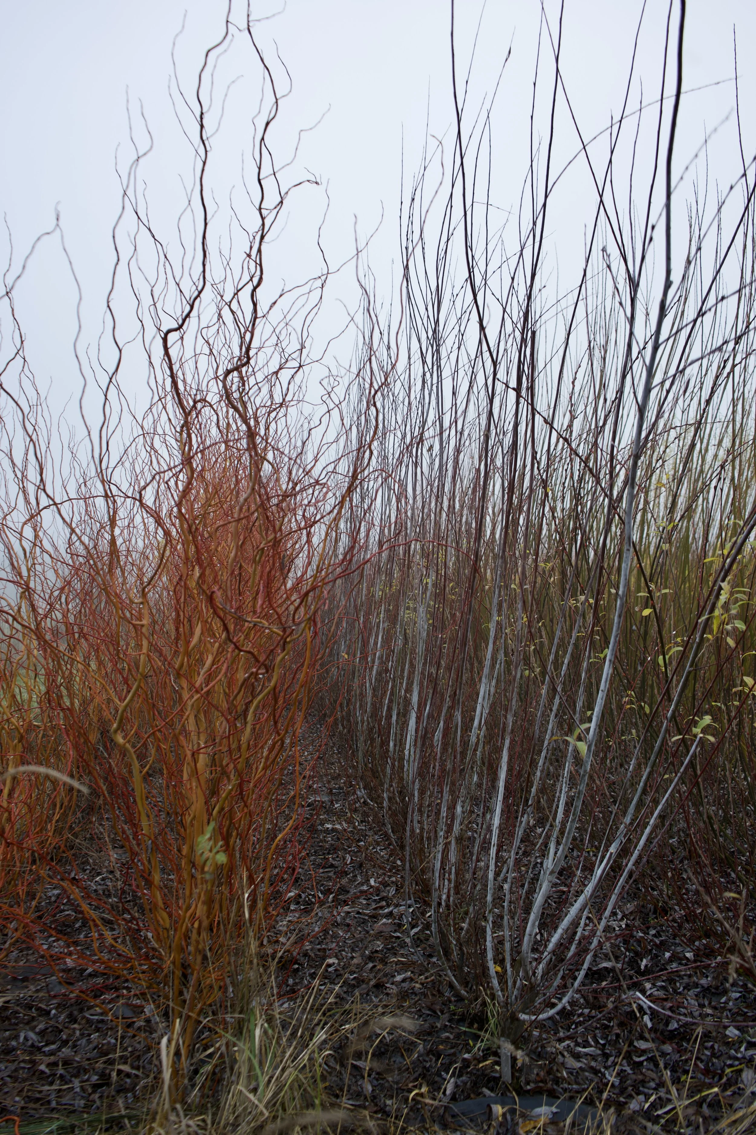 Willow Planting Guides & Information | Williamette Willows