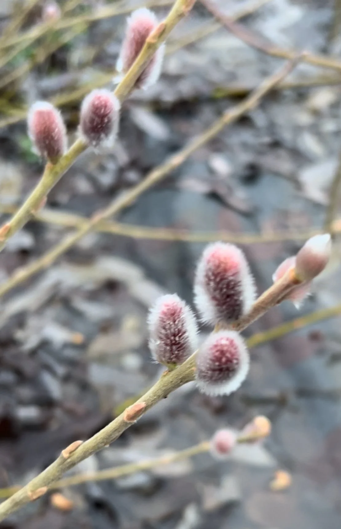 Sekka (Japanese Fan Tail) Willow — Willamette Willows