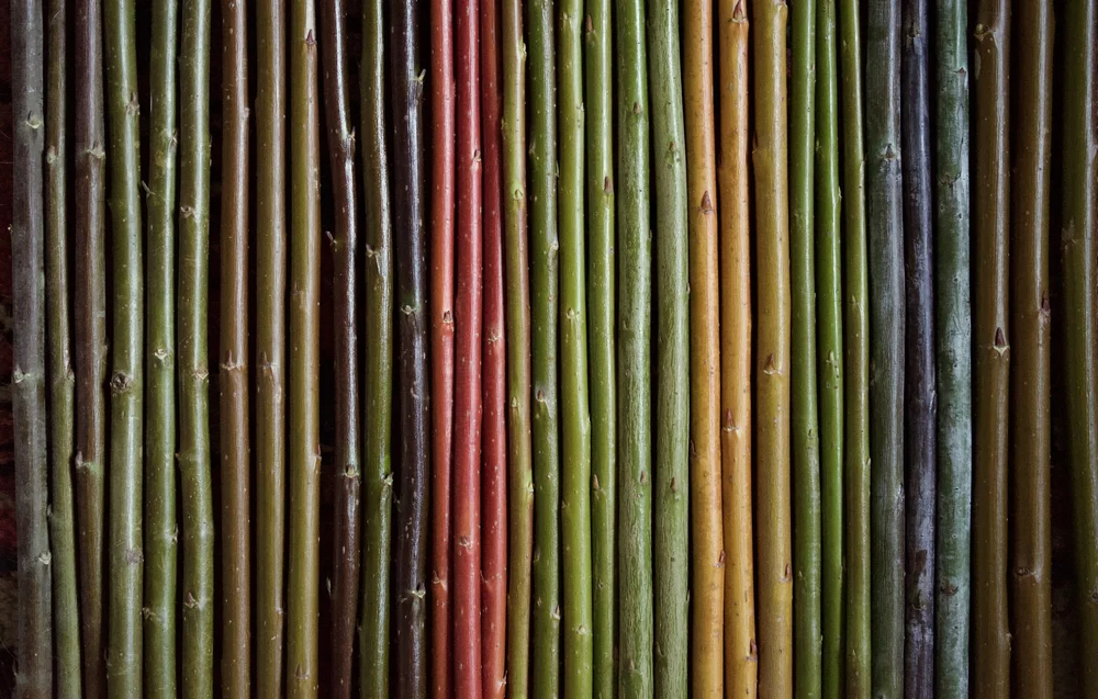 Willow For Sale - Willow Varieties | Williamette Willows