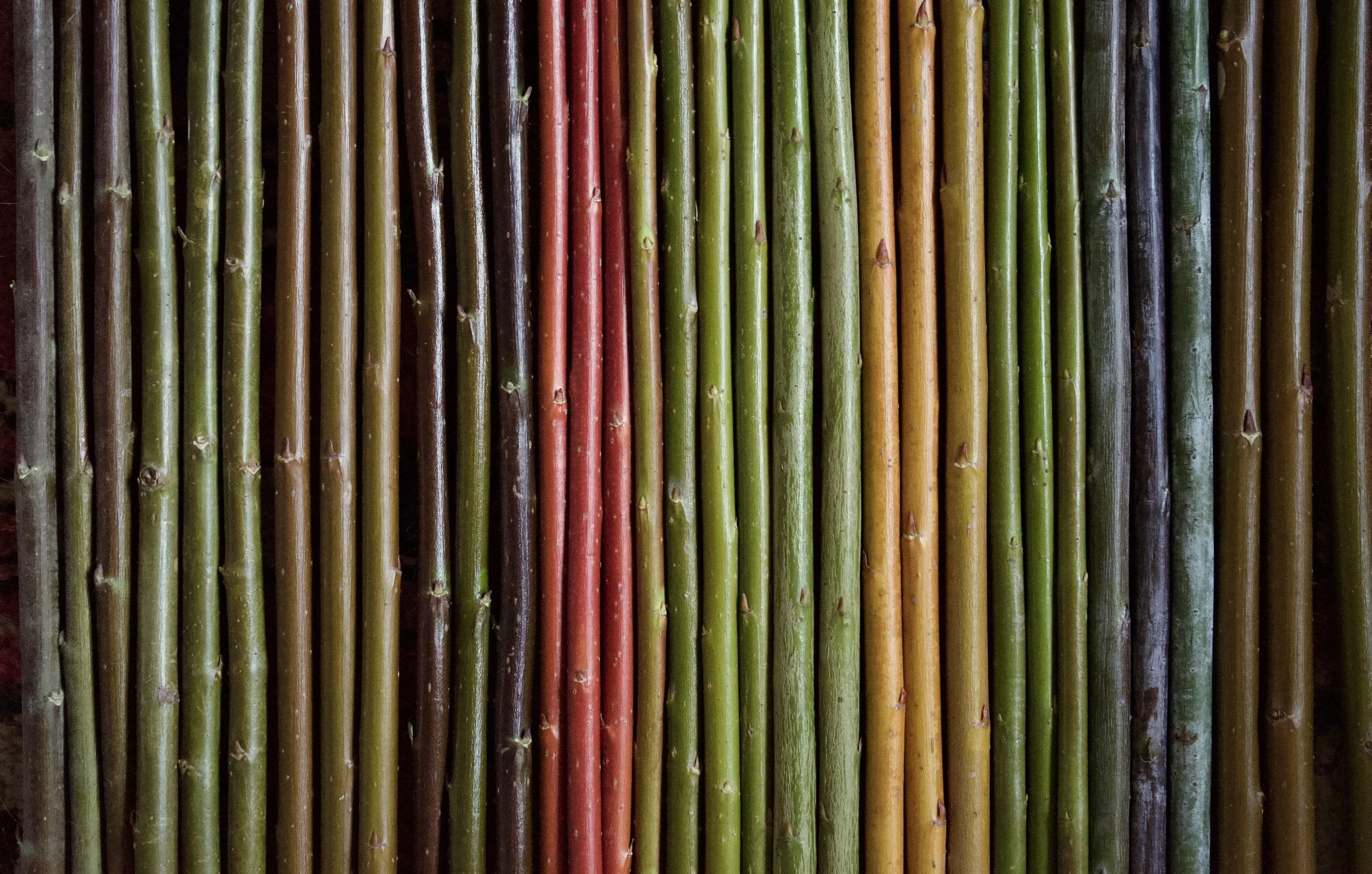 Willow For Sale - Willow Varieties | Williamette Willows