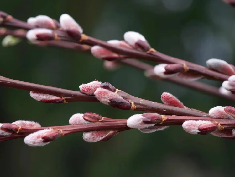 Mt. Aso Pink Pussy Willow Cuttings for Sale — Willamette Willows