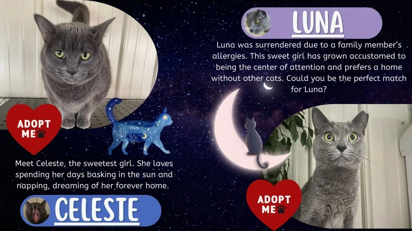 Available Cats — Gateway Area Humane Society