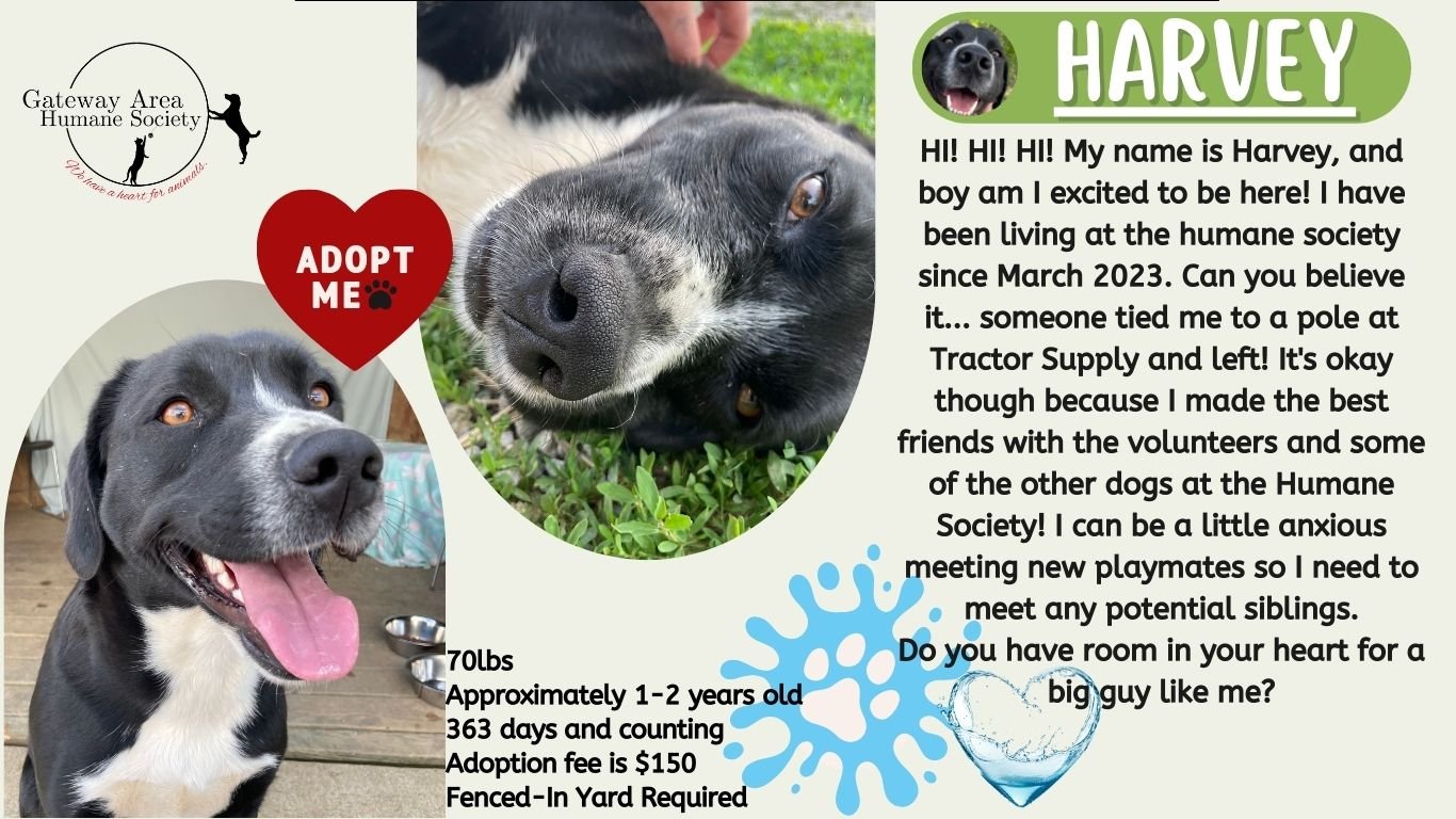 Available Dogs — Gateway Area Humane Society