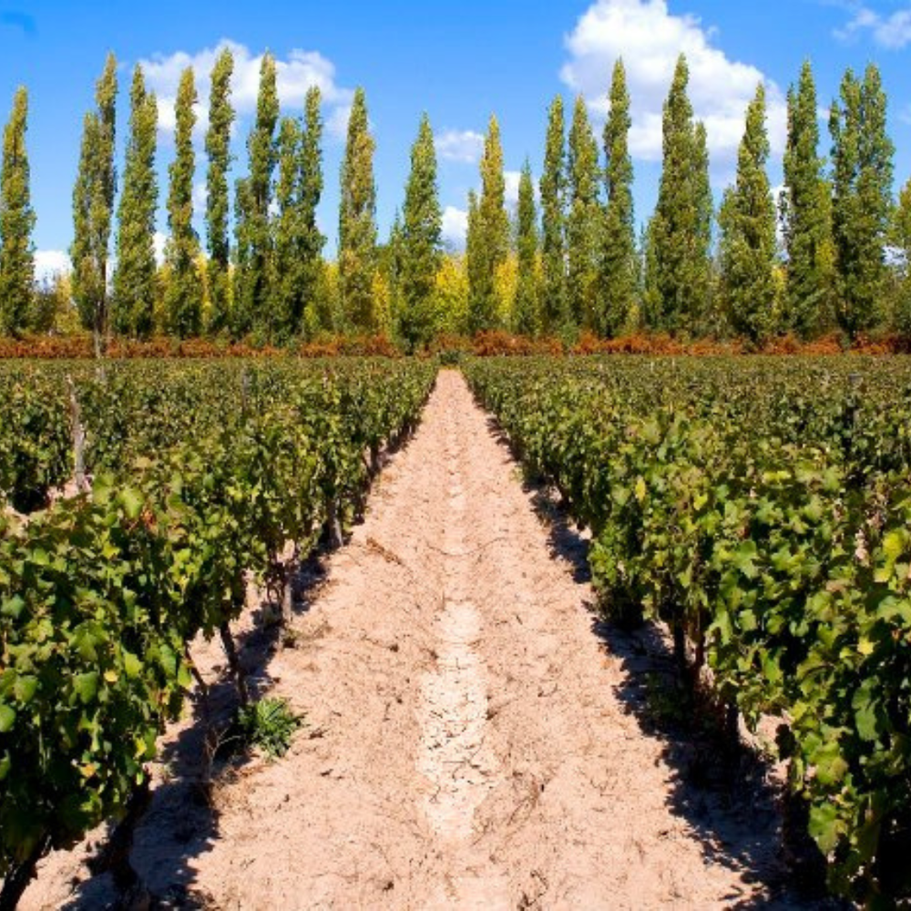 Wines — Bodega Cabrini