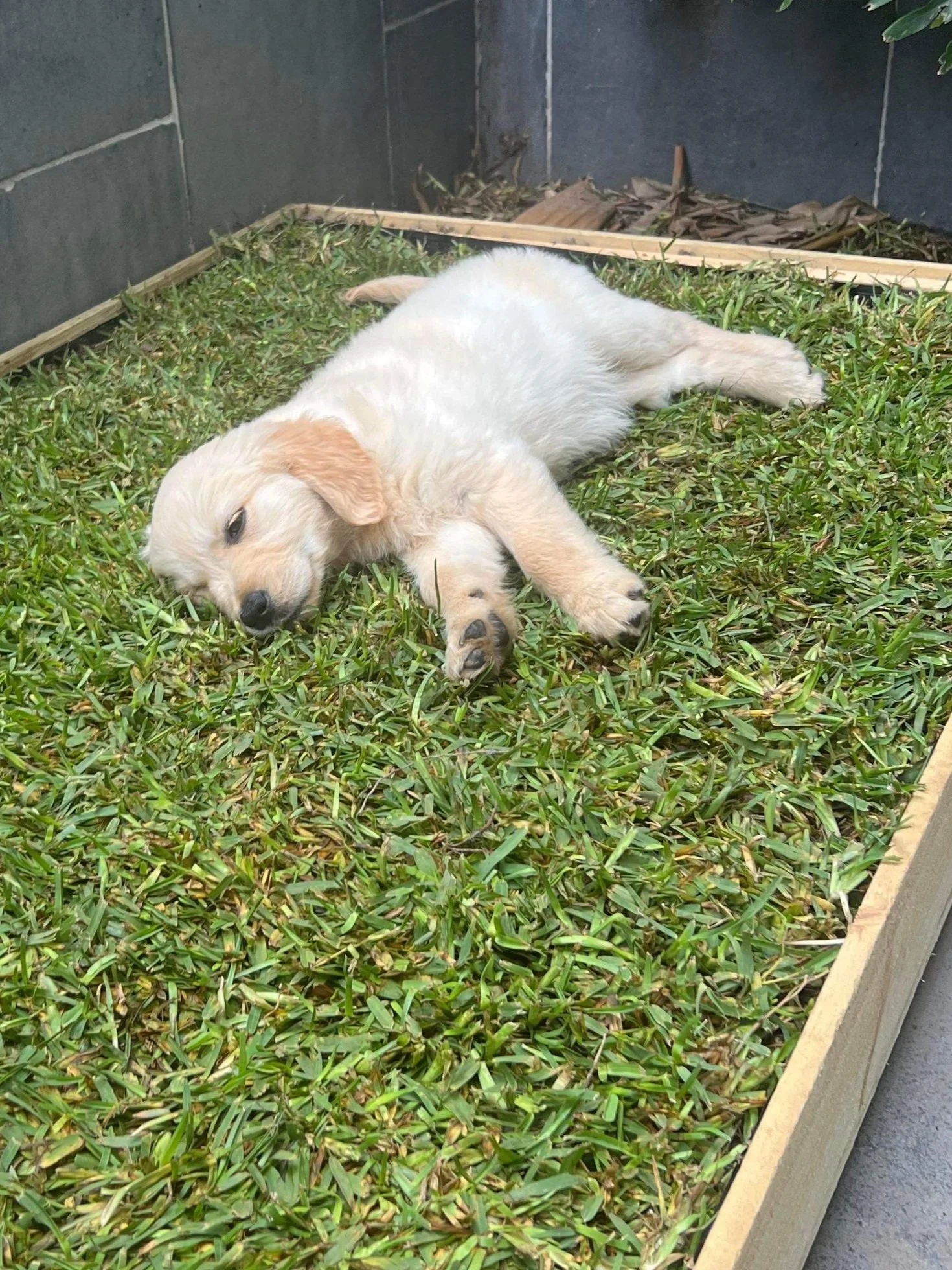 Real Grass Puppy Potty