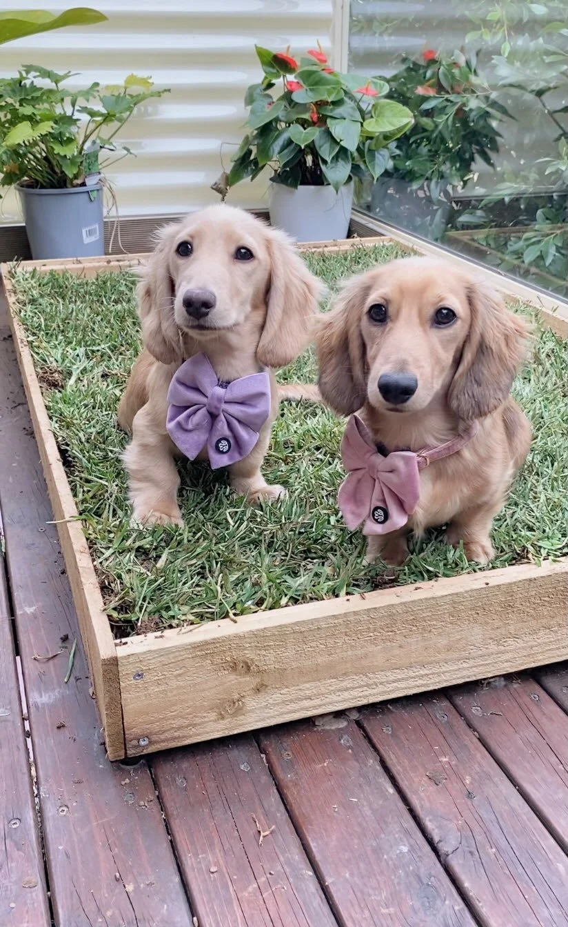 Real Grass Puppy Potty