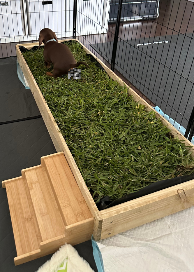 Real Grass Puppy Potty