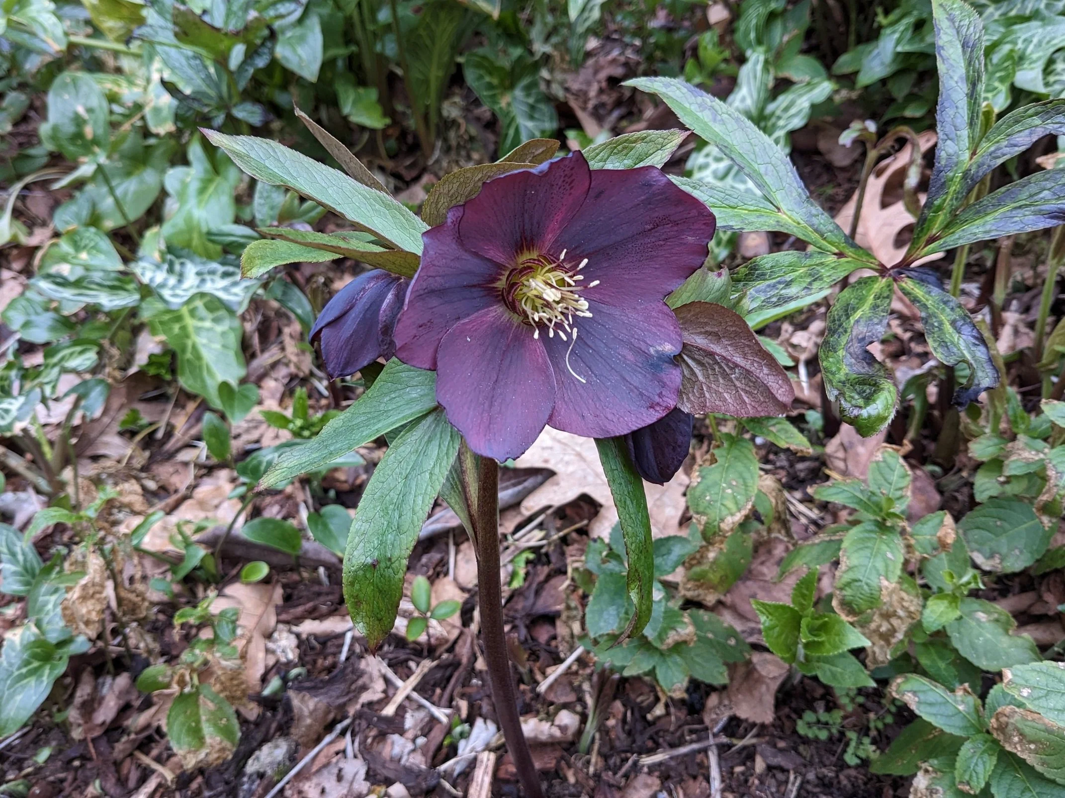 Seven flowers to cheer up your February garden — Ammil Garden Design