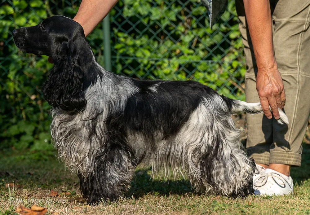 English Cocker Spaniel — Sir Gordon