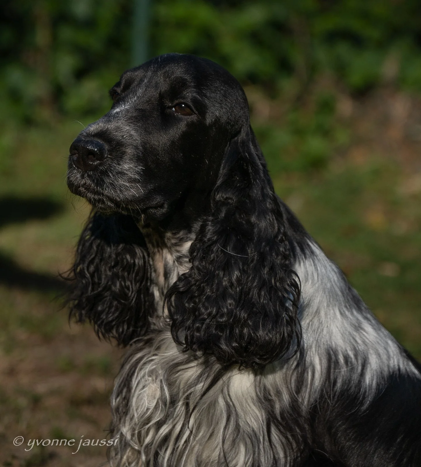 English Cocker Spaniel — Sir Gordon