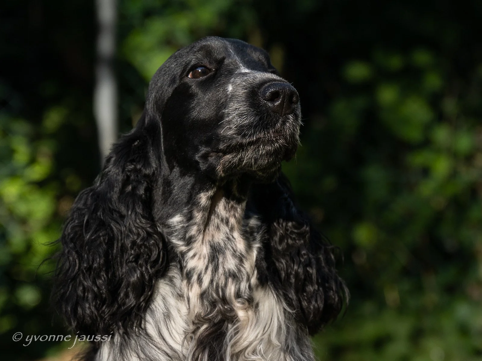 English Cocker Spaniel — Sir Gordon