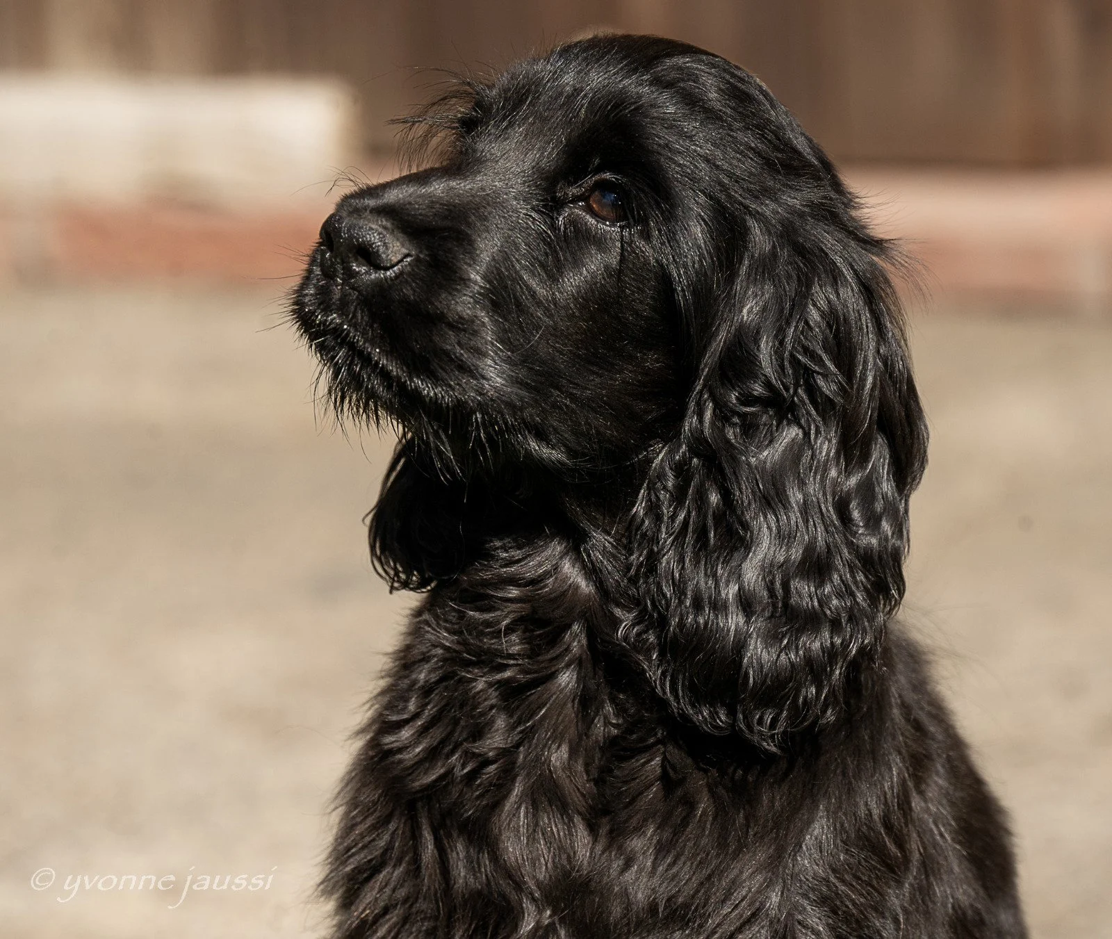English Cocker Spaniel — Sir Gordon