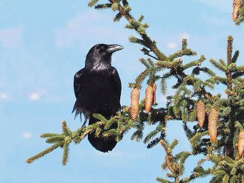 Der Ruf des Raben — waltersurboeck.com