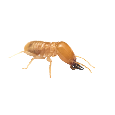 Houston Area Termite Treatments — Noble Pest and Termite