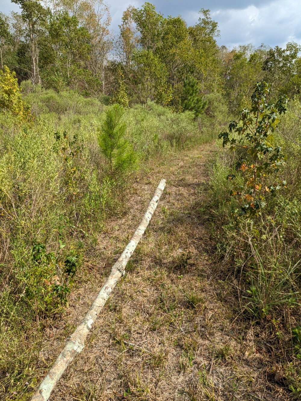 What Is A Spider Stick And Why You Might Need One on Your Next Hike ...