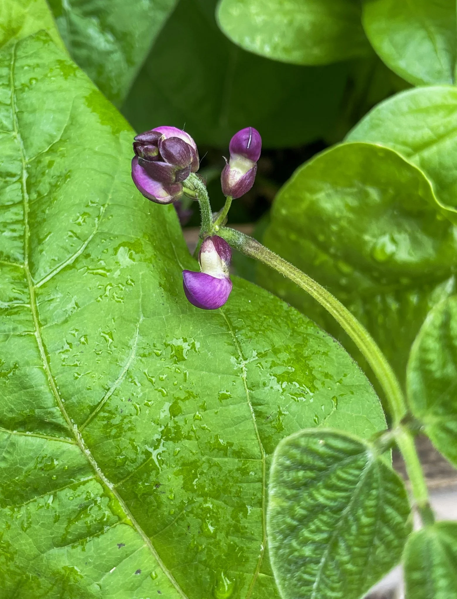 How to grow green beans from seeds — KC Garden Coach - Raising Gardens