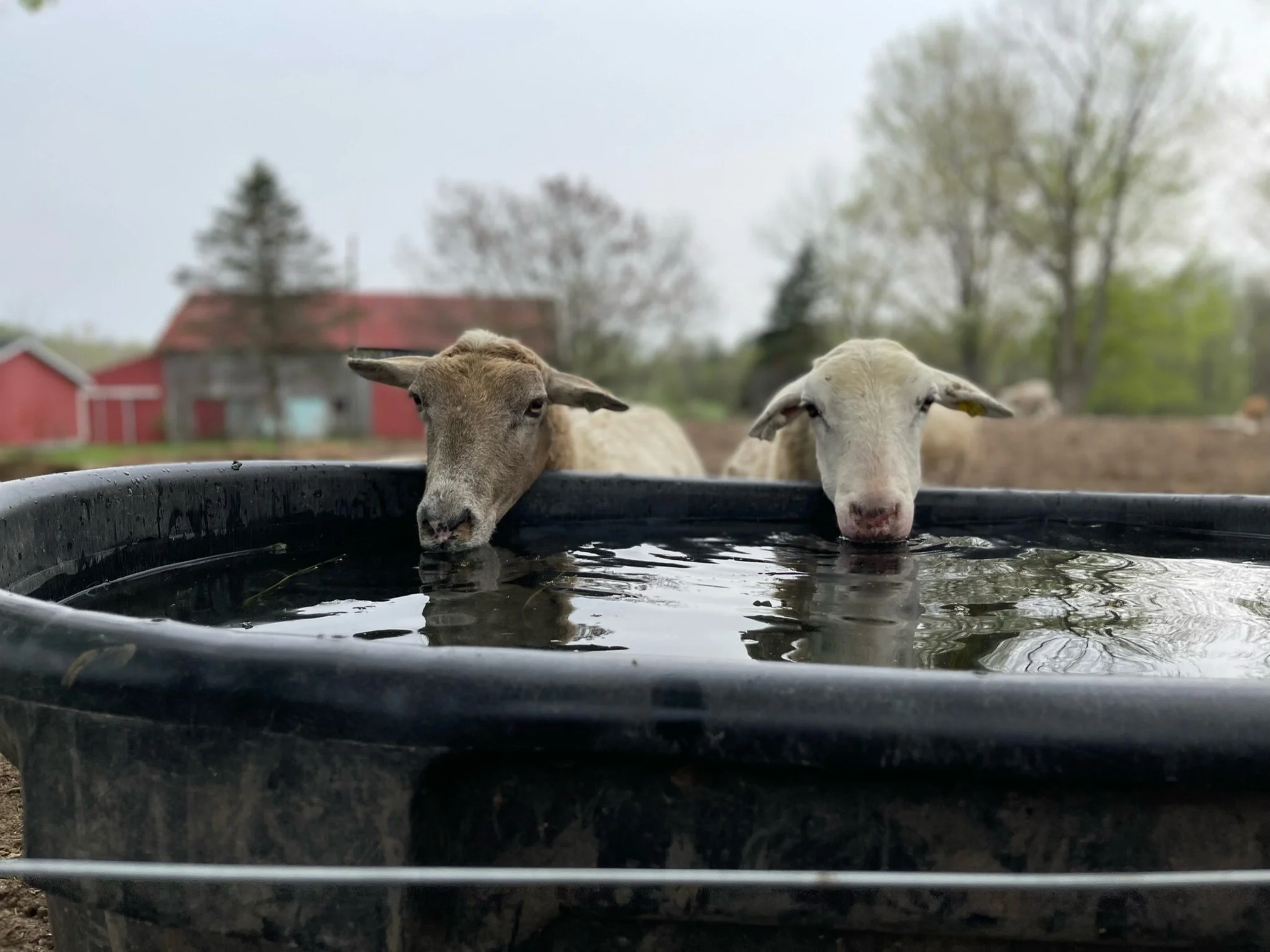 About — Shady Creek Farm