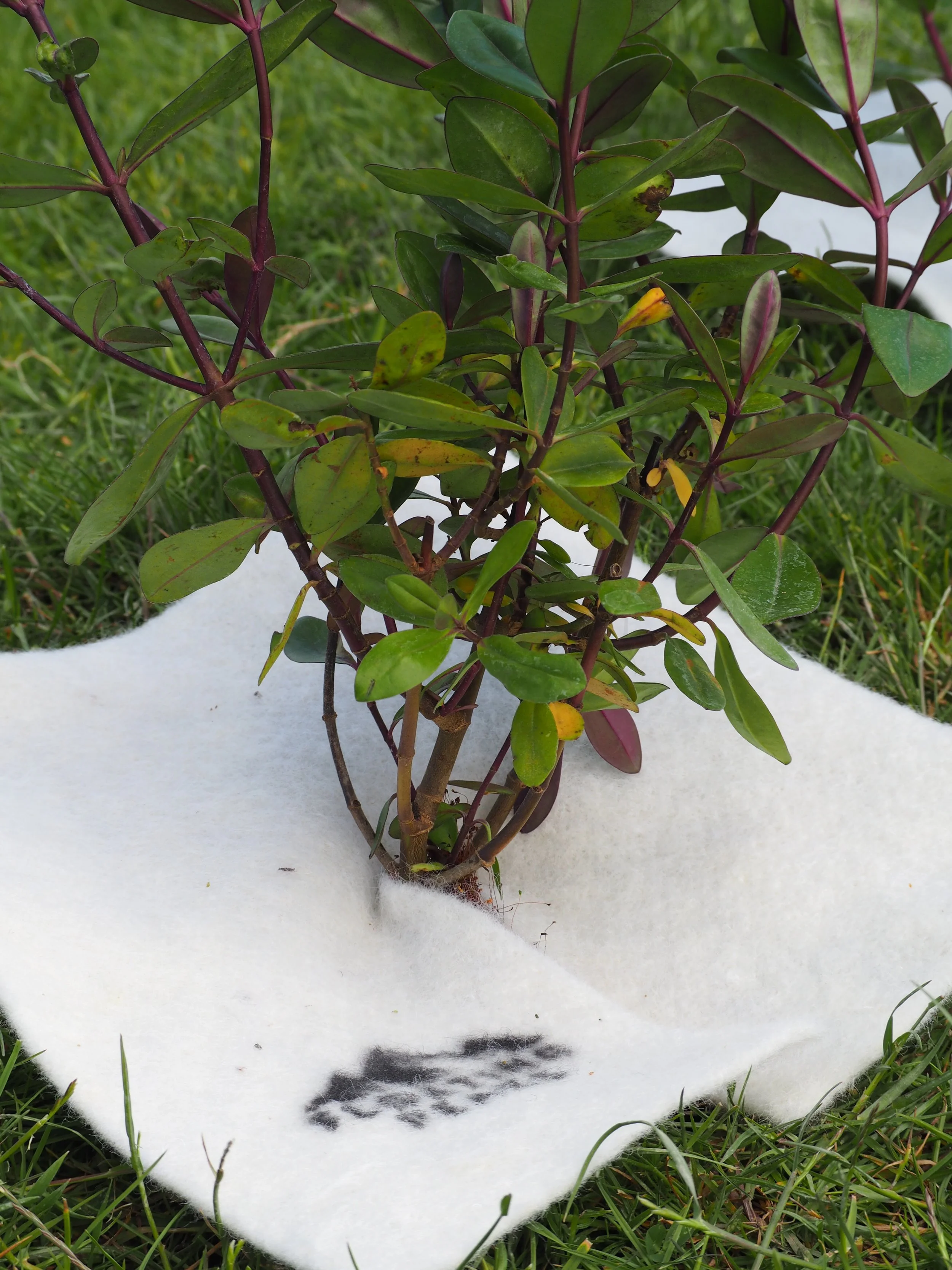 Floating Peaks - Wool Pot, Wool Weed Mat, Wool Seedbed - Shop