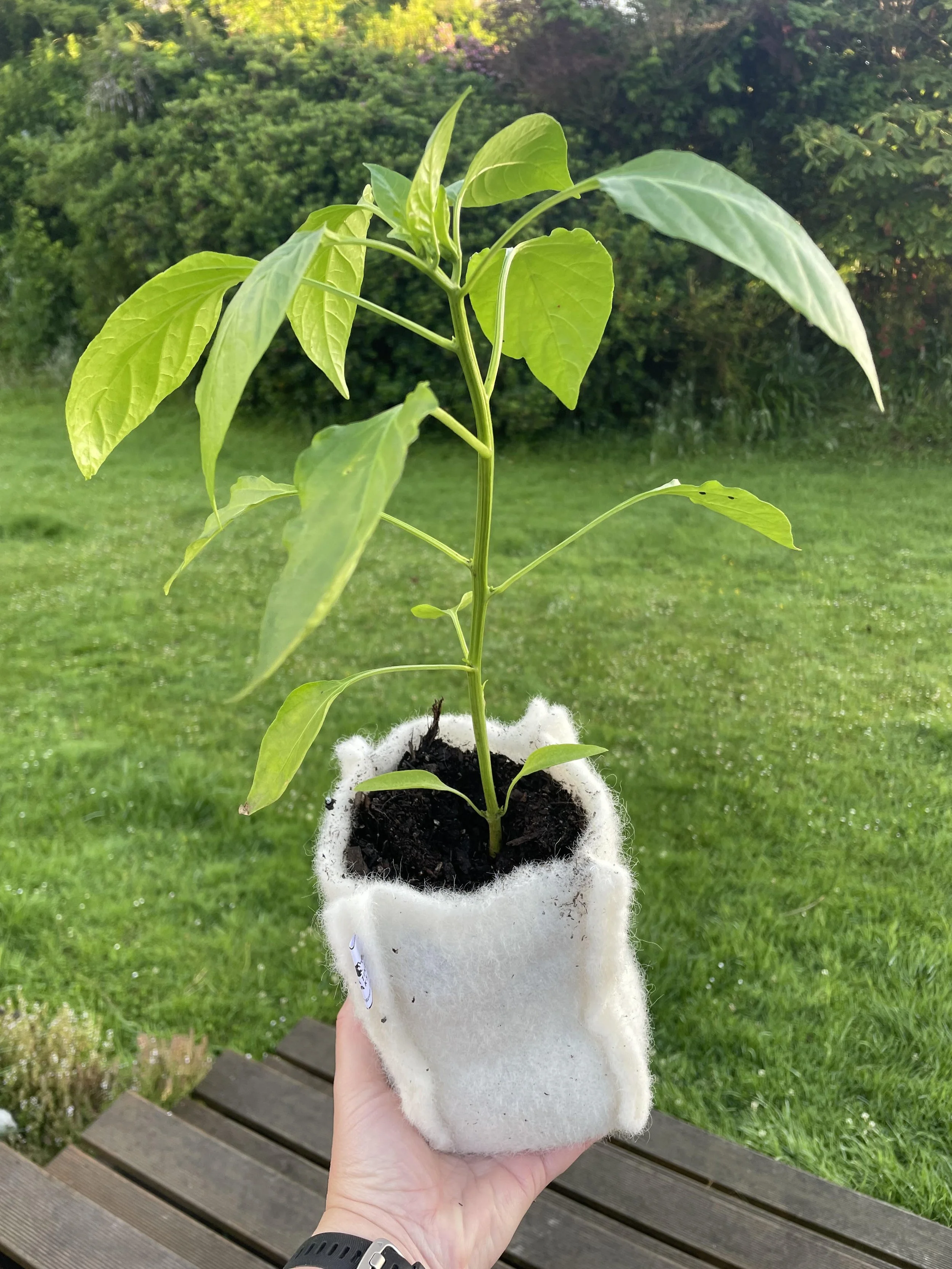 Shop our 100% wool garden products / Floating Peaks / Wool Pot, Wool ...