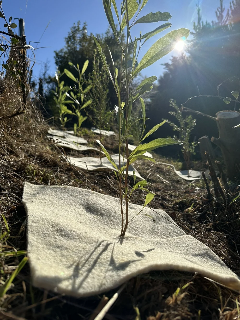 Floating Peaks / 100% New Zealand Wool Products