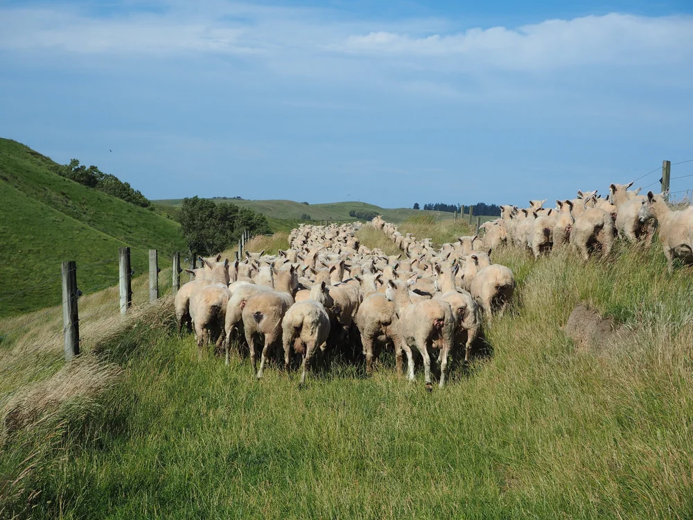 Floating Peaks / Wool Pot, Wool Weed Mat, Wool Seed Bed