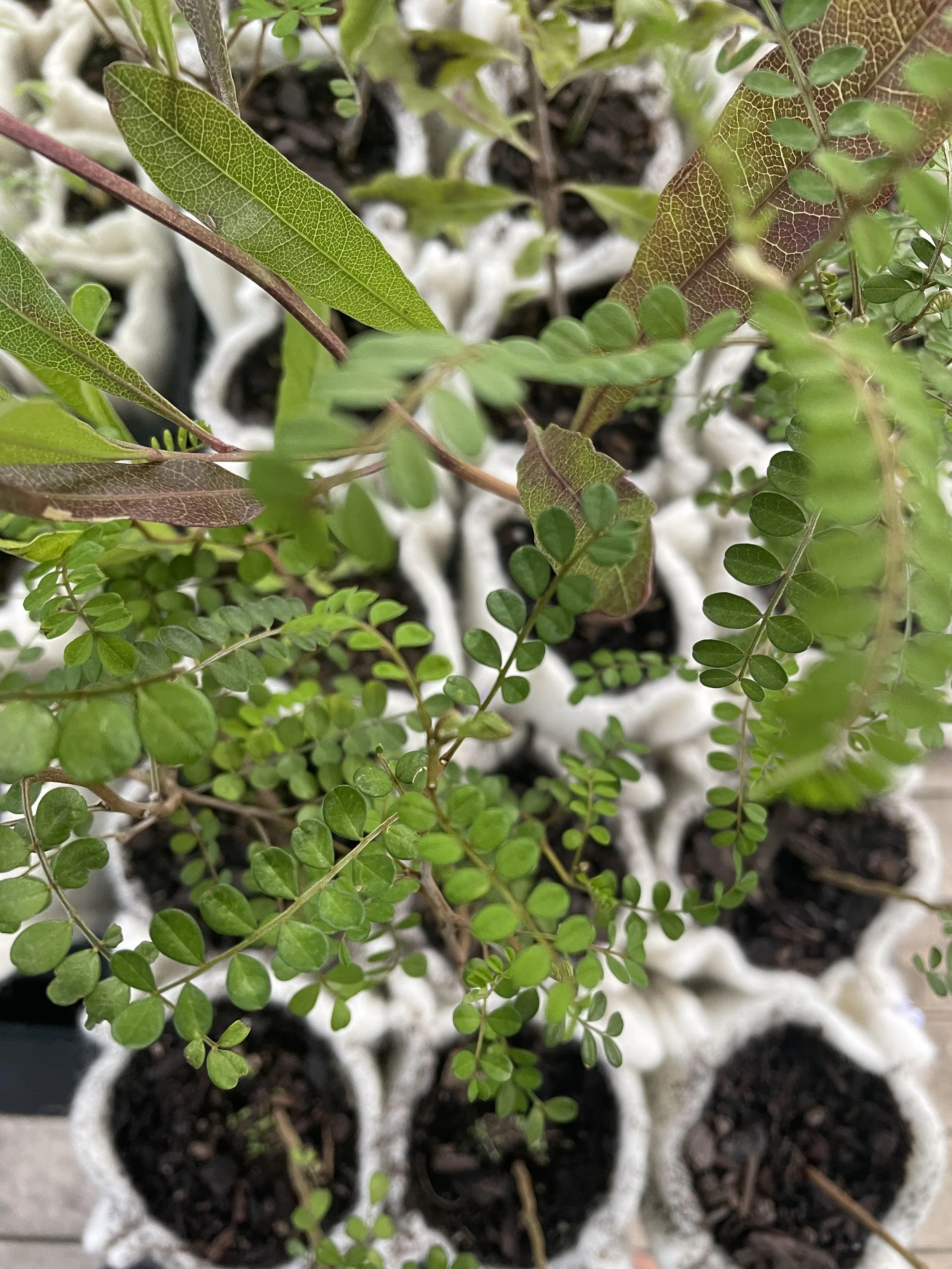 Floating Peaks I Wool Pot, Wool Weed Mat, Wool Seed Bed