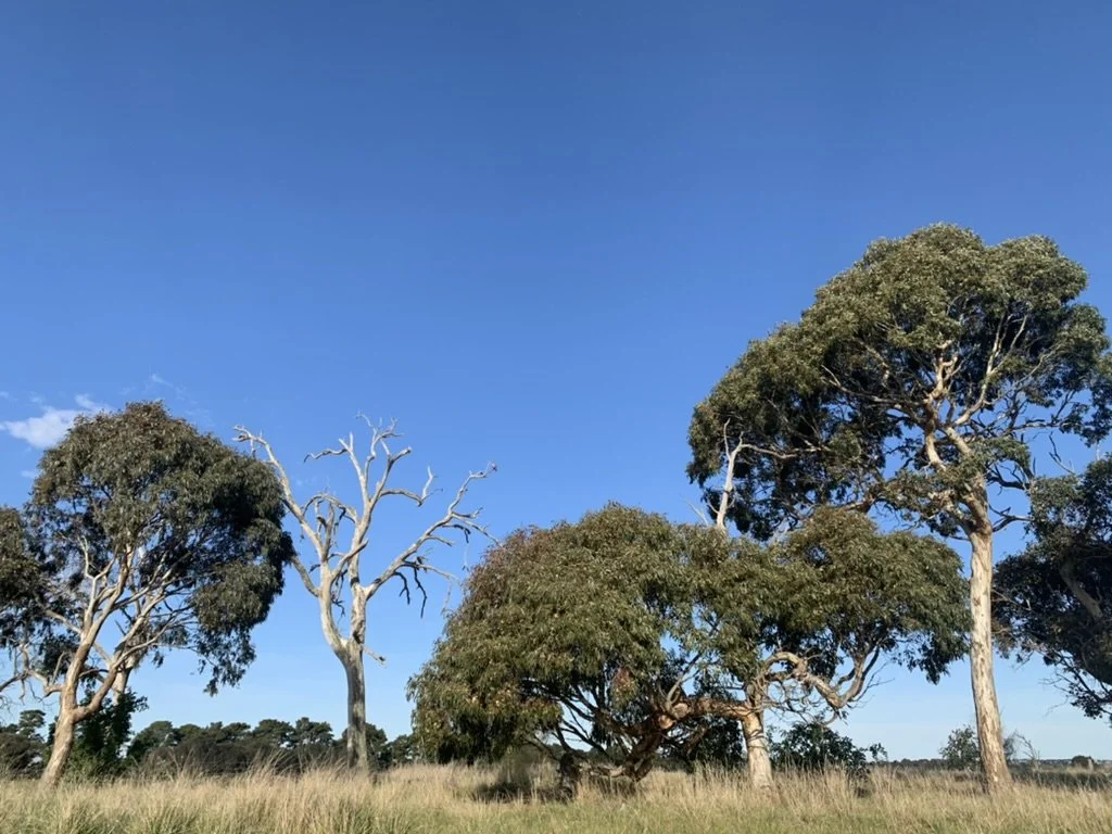 Arcadia Farm | Horse Agistment Geelong