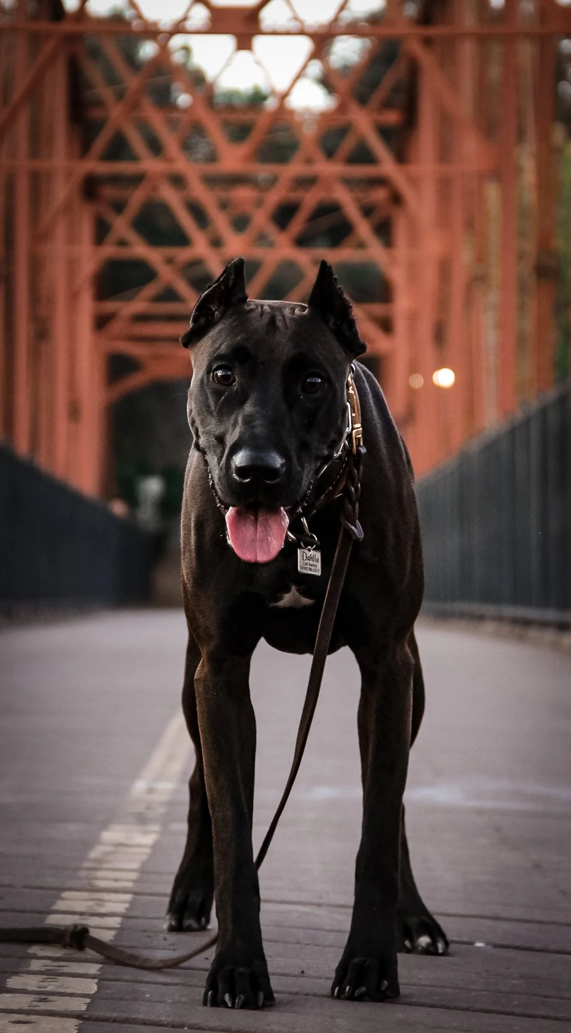 About Sacramento Dog Trainer Aligned Canine Training - Obedience ...