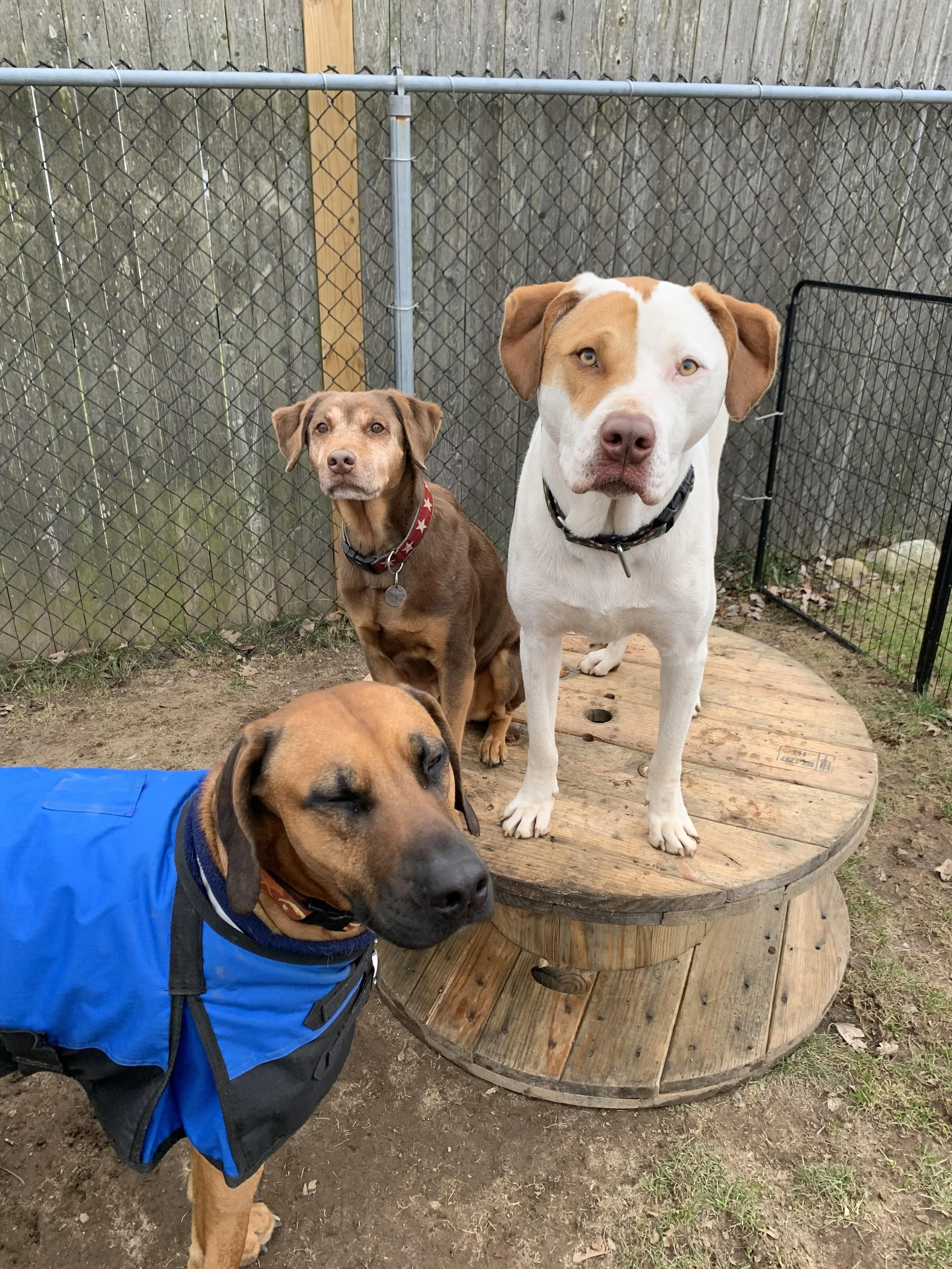 Tailwind Dog Training