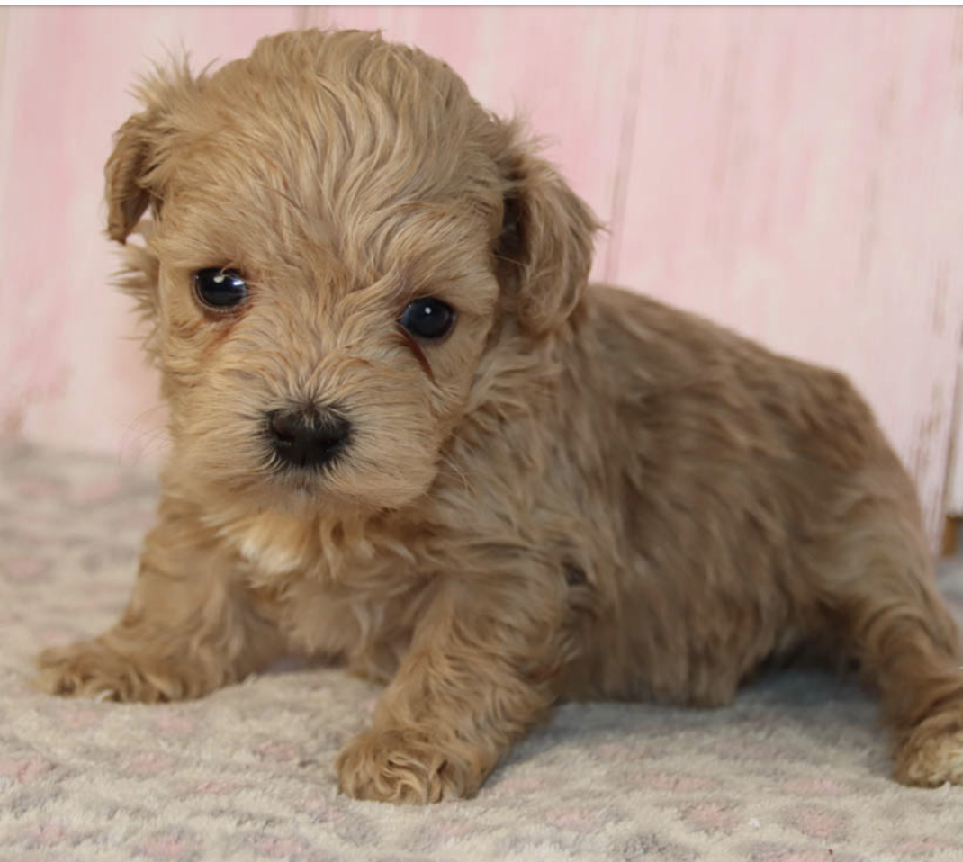 Red Schnauzer Puppy