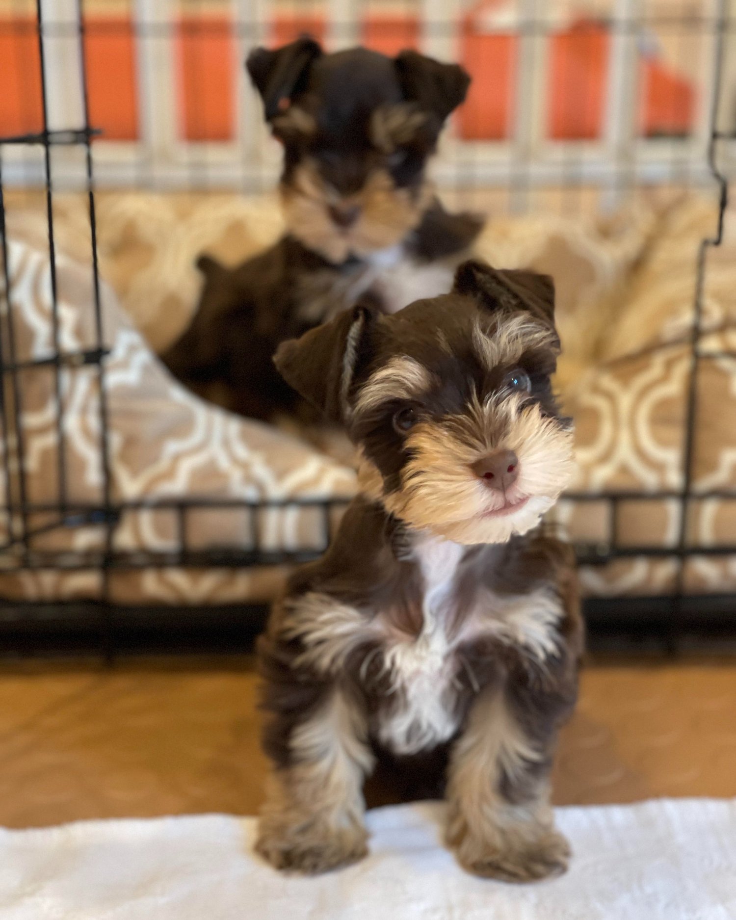 Red Schnauzer Puppy