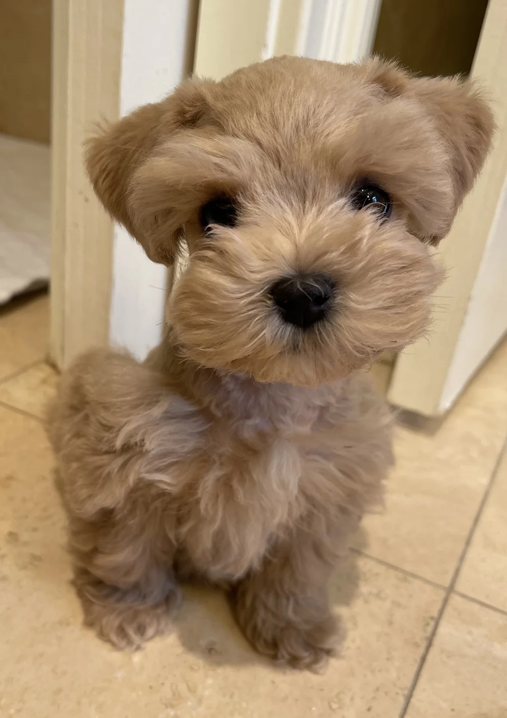 Red Schnauzer Puppy