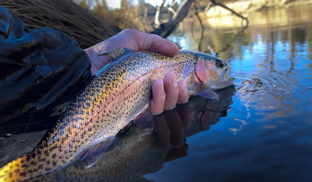 The Middle Fork Feather River Fishing Guide — Lost Sierra Fly Guide