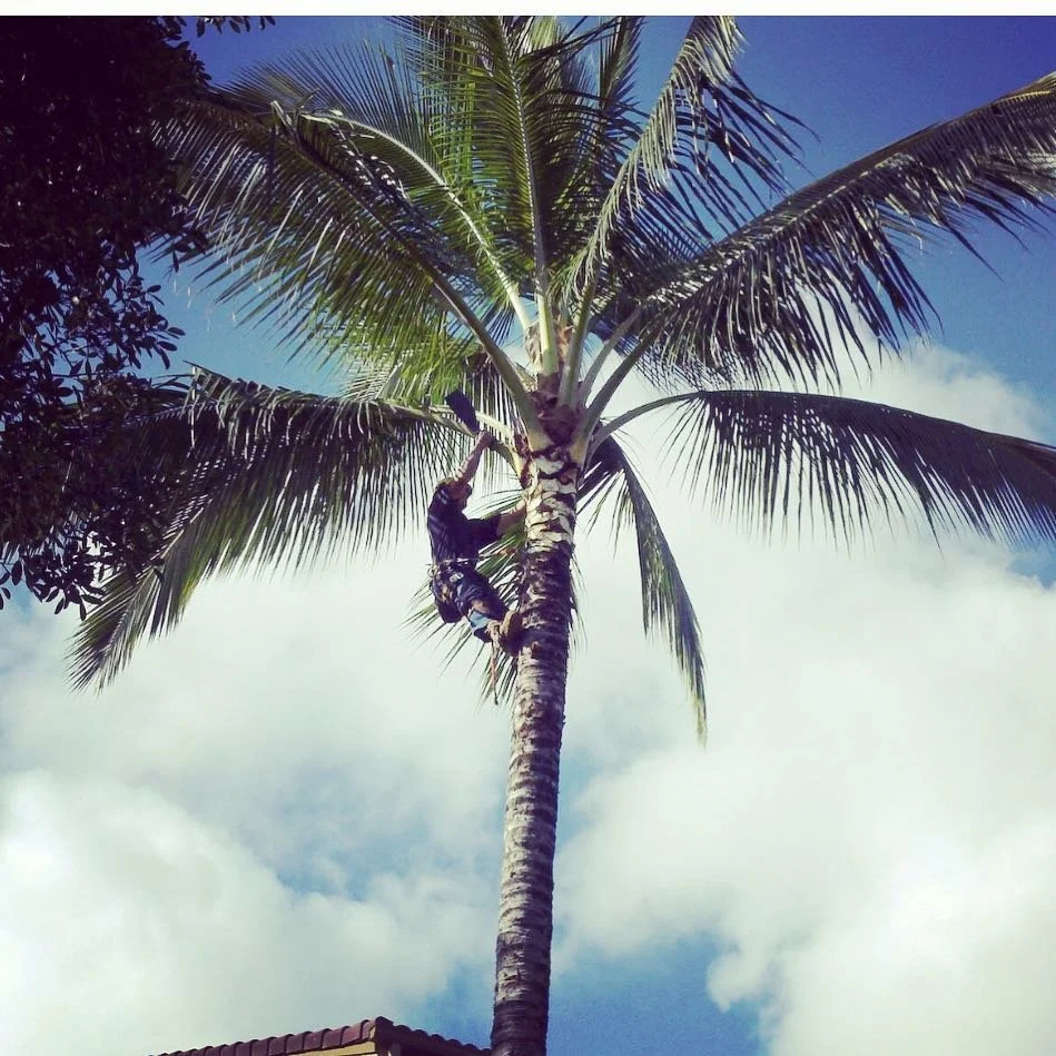 Tree Care — klshawaii